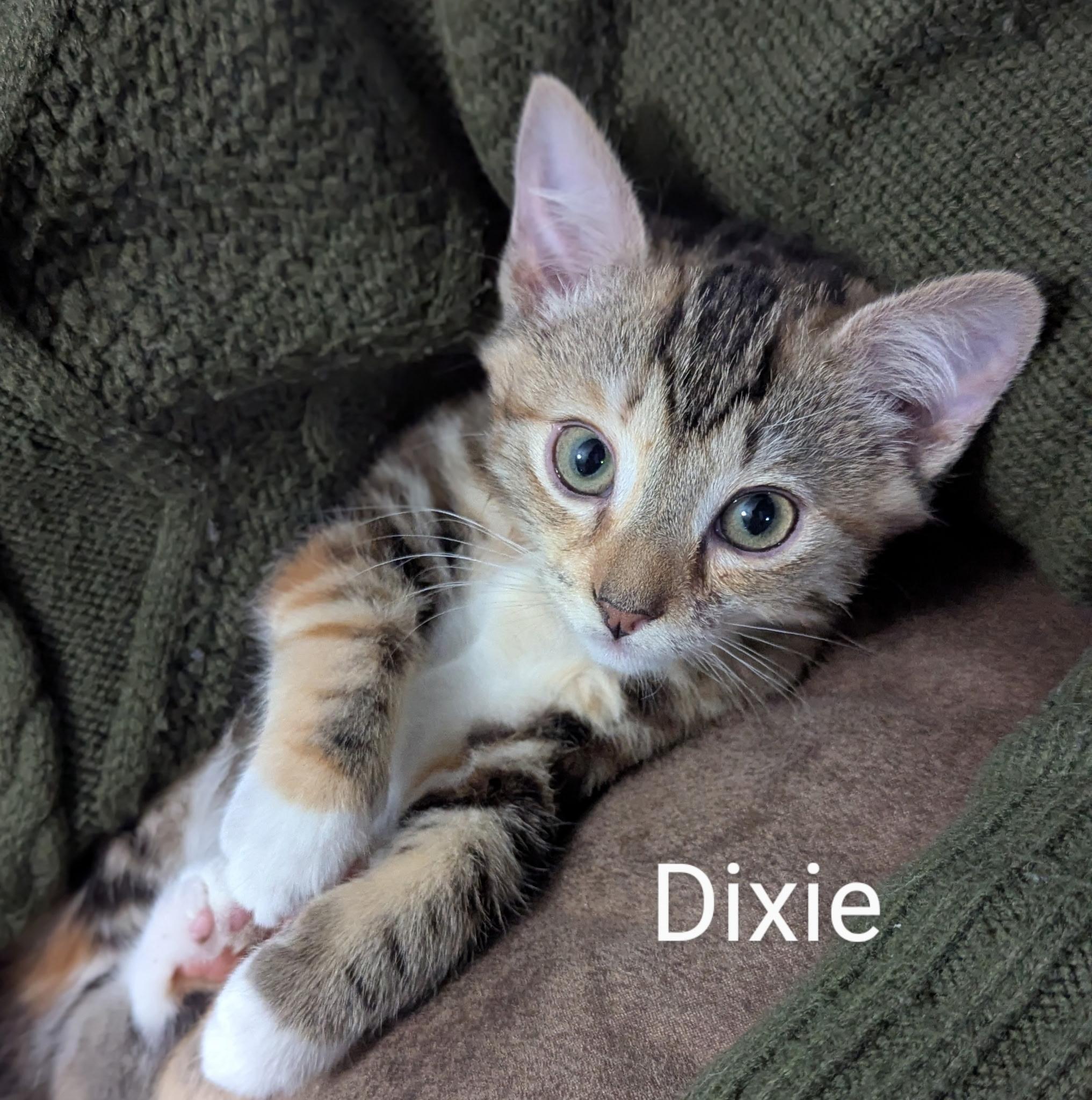 Cat for adoption - Dixie, a Domestic Short Hair in Malden, MA | Petfinder