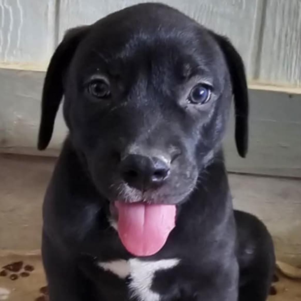 Dog for adoption - Bo JuM, a Boxer Mix in Branson, MO | Petfinder