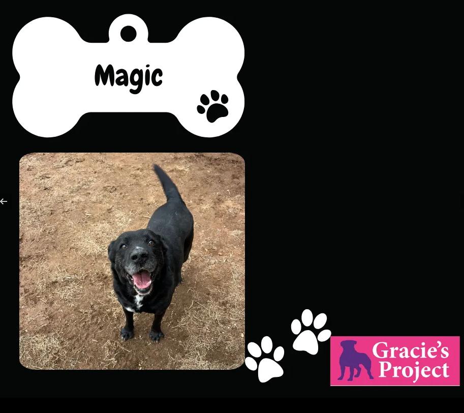 Dog for adoption - Magic, a Black Labrador Retriever Mix in Aurora, CO | Petfinder