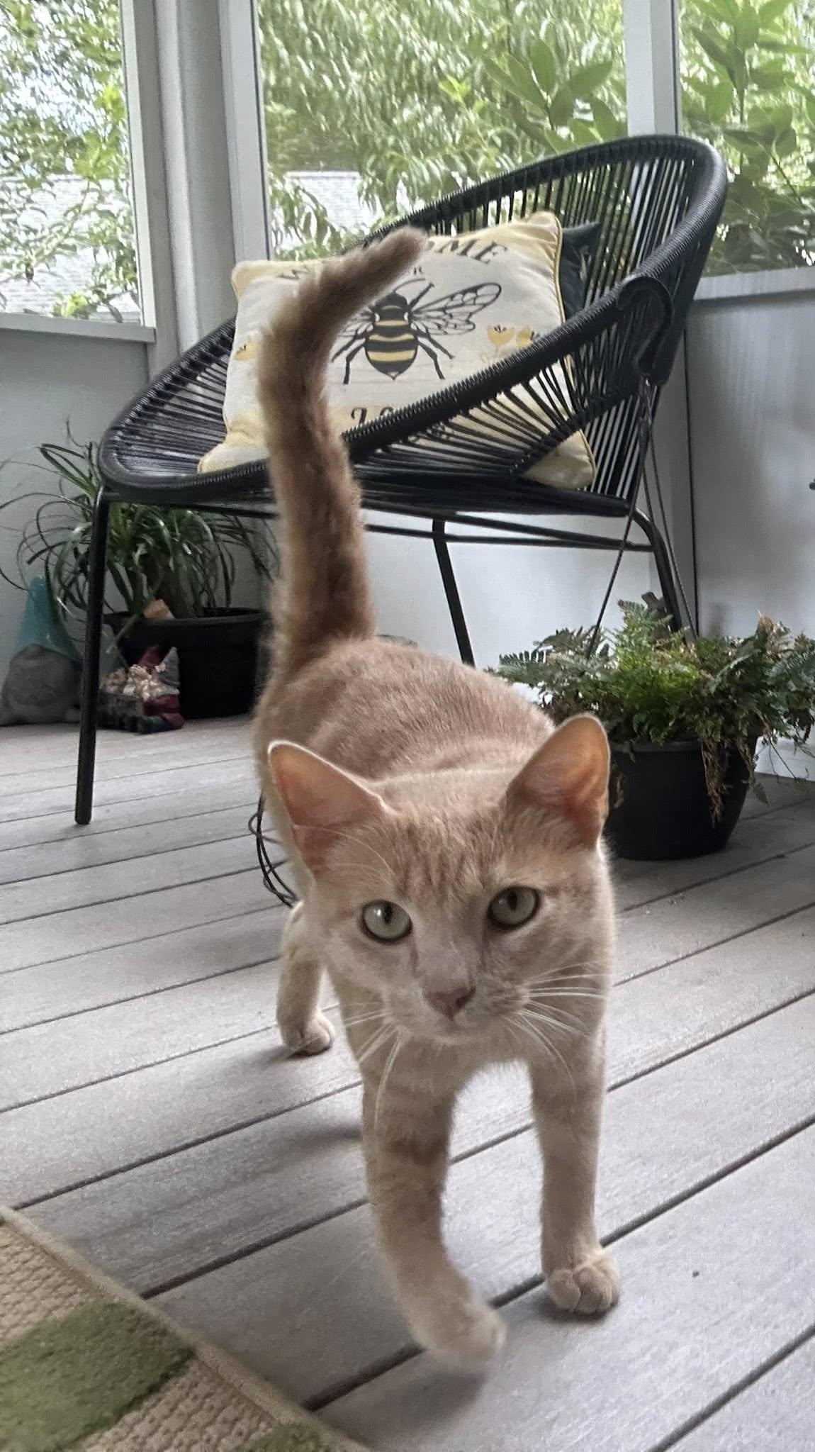 Cat for adoption - Neyland, a Domestic Short Hair Mix in Cookeville, TN ...