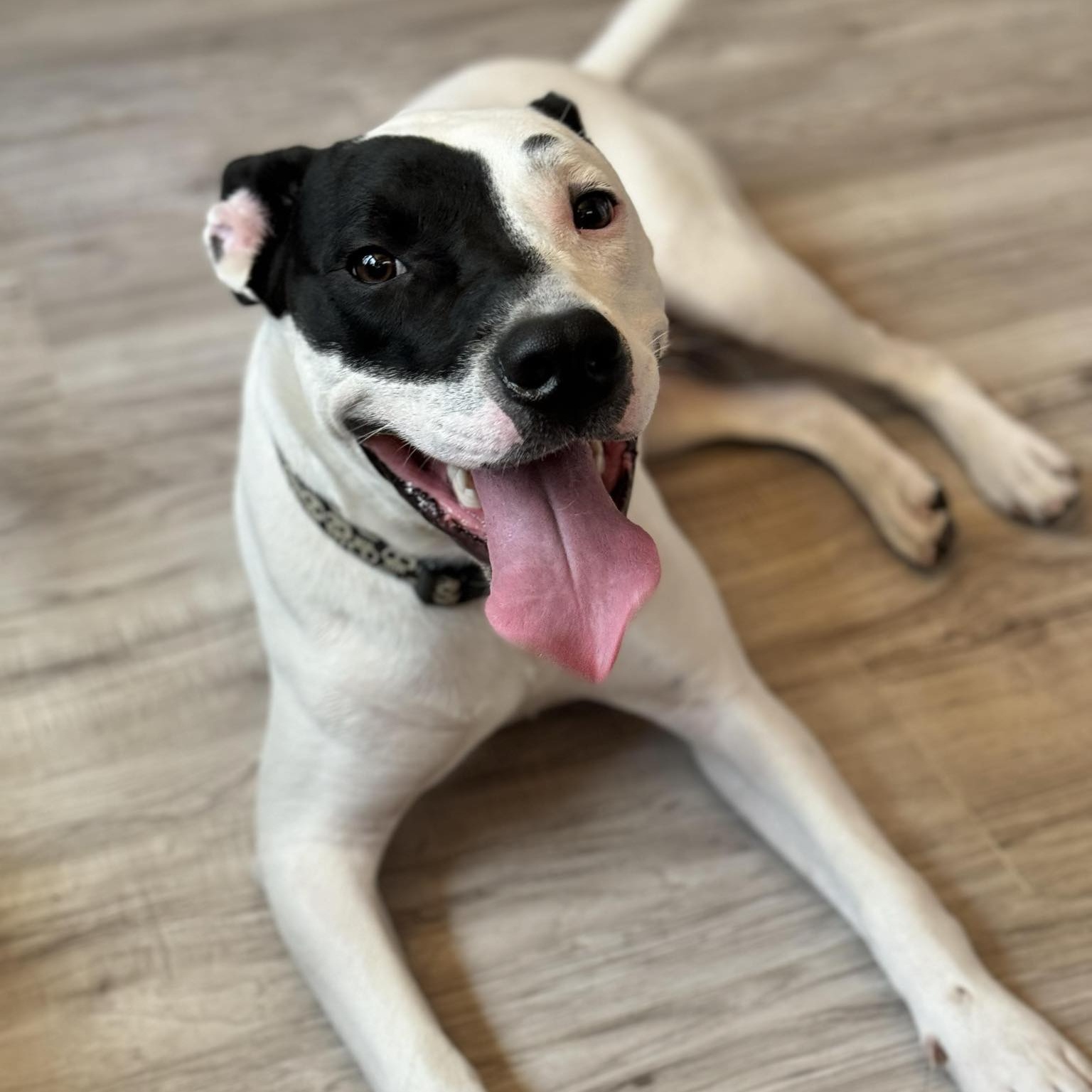 Dog for adoption - Stanley, a Pit Bull Terrier & Terrier Mix in Benton ...