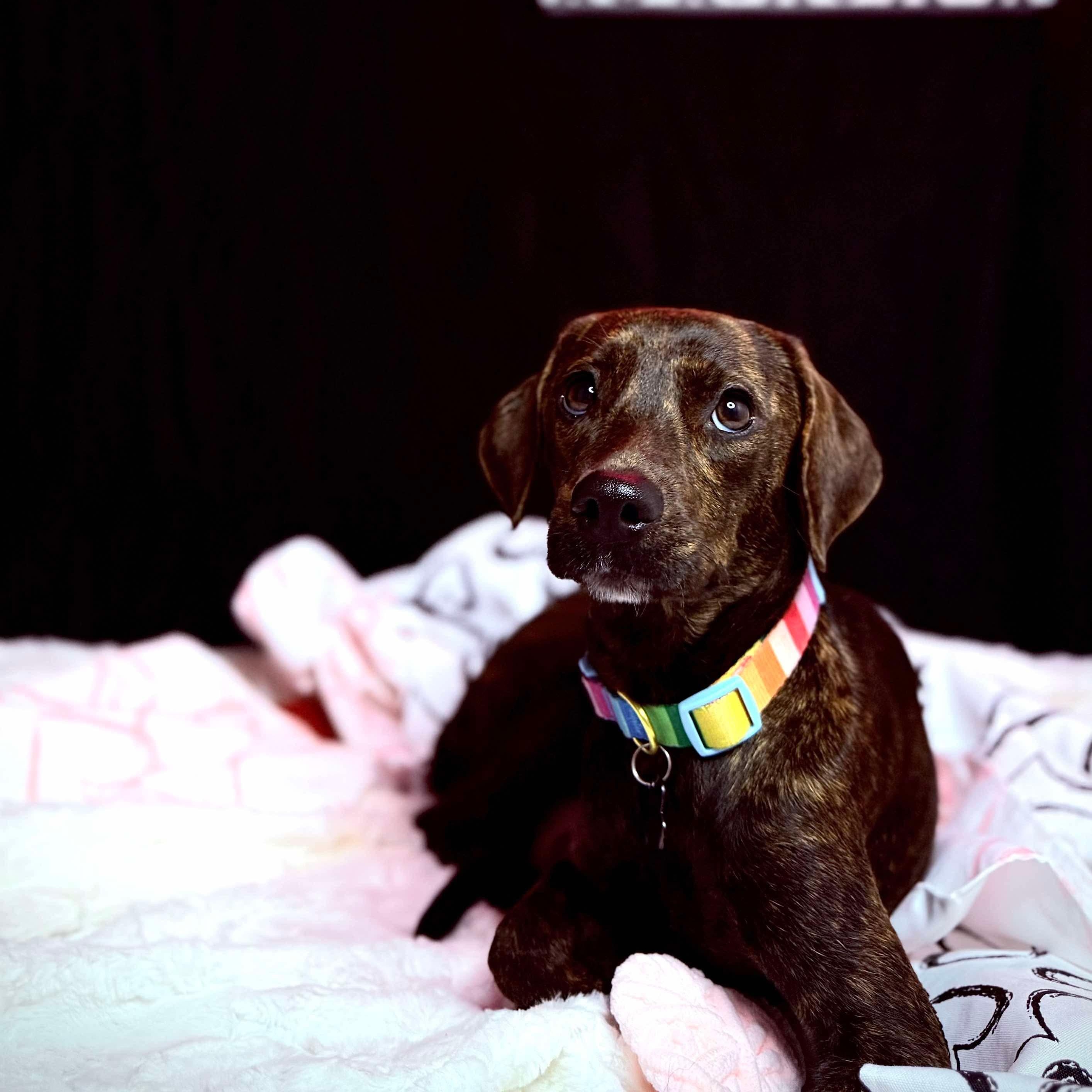 Dog for adoption - Bea, a Beagle & Chihuahua Mix in Allentown, PA ...