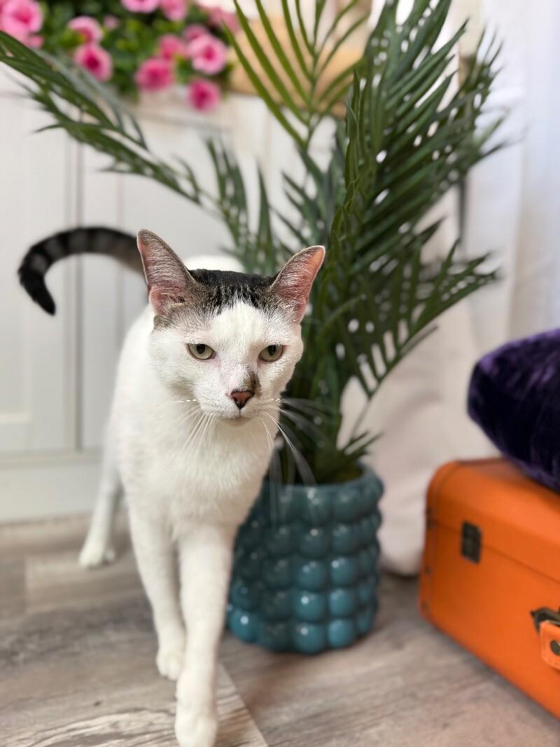 Cat for adoption - TomTom Wilson, a Domestic Short Hair & Tabby Mix in ...