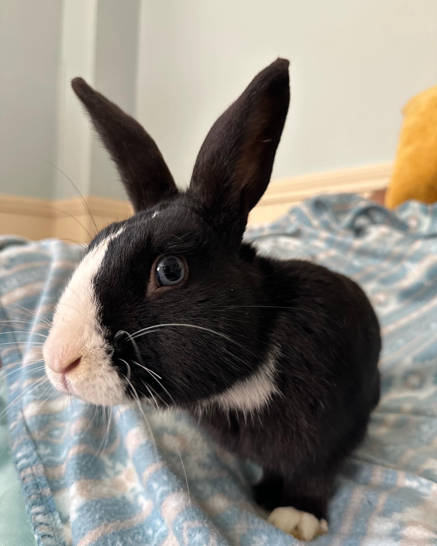Rabbit for adoption - McCoy, a Bunny Rabbit Mix in Westbrook, ME ...