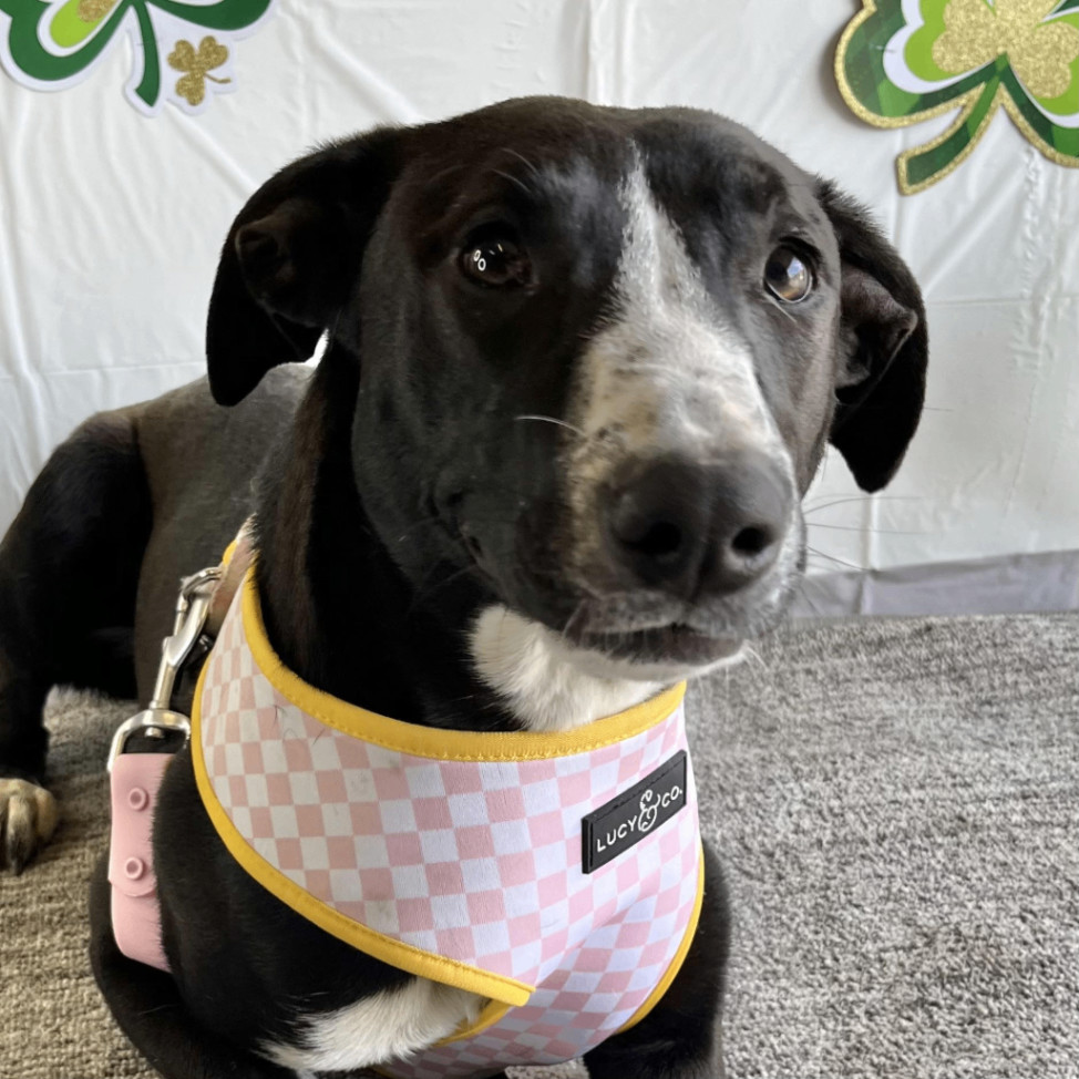 Dog for adoption - Storm, a McNab & Labrador Retriever Mix in North Las ...