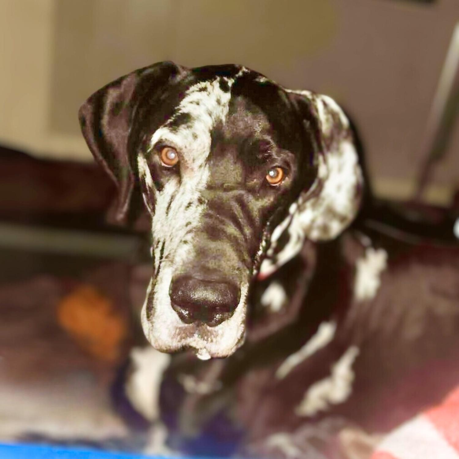 Dog for adoption - Harlequin, a Great Dane Mix in Alpine, NJ | Petfinder