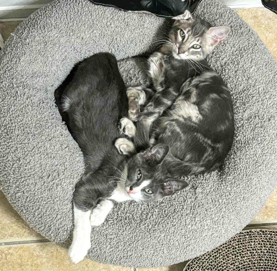 Cat for adoption - Kimchee and Squish, a Domestic Medium Hair ...