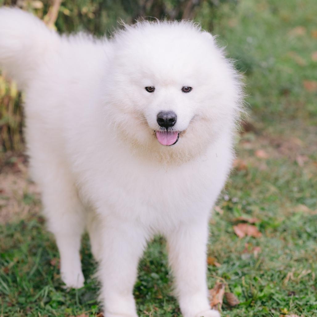 Dog for adoption - Multik, a Samoyed in Zionsville, IN | Petfinder