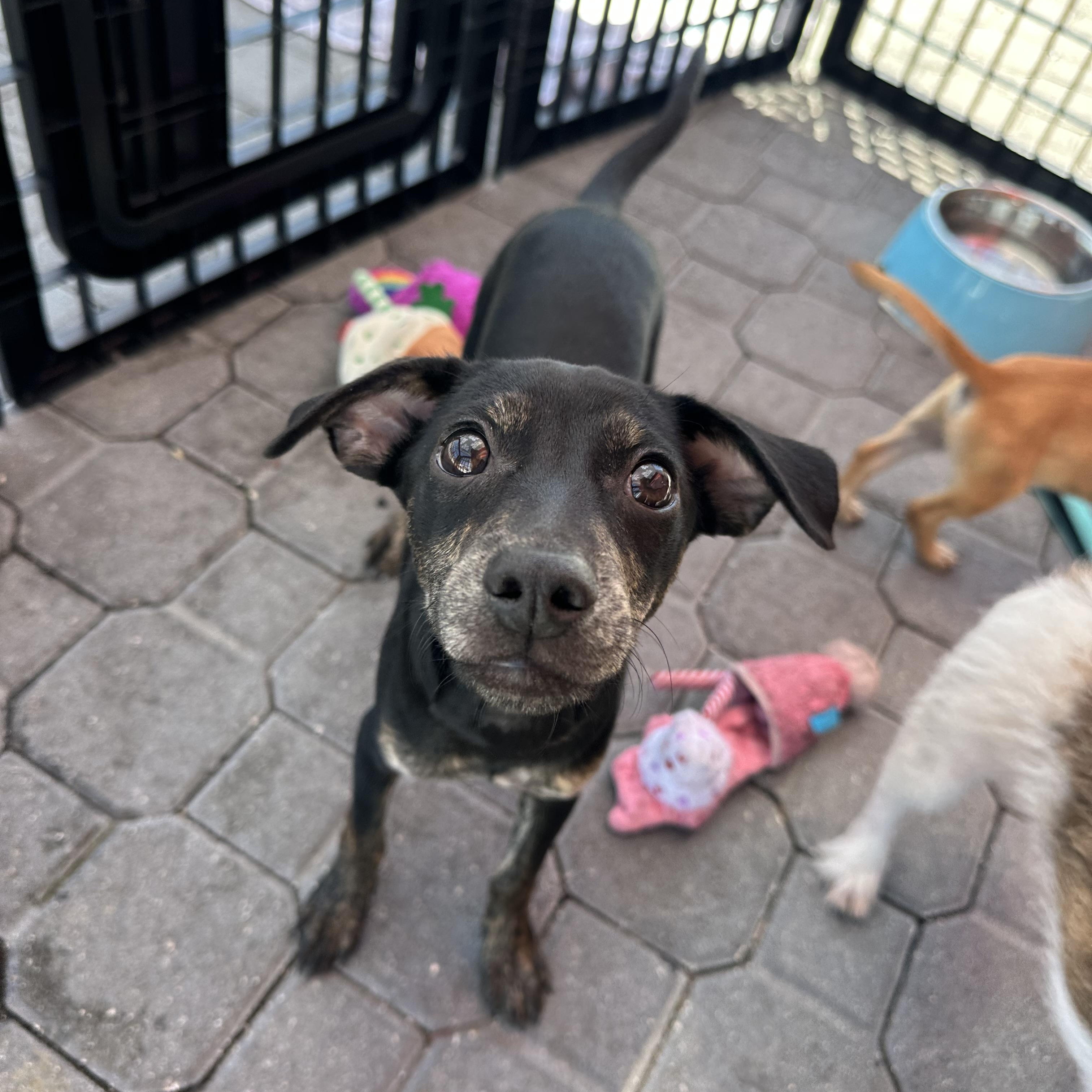 Dog for adoption - Mario, a Chiweenie Mix in Palm springs, FL | Petfinder