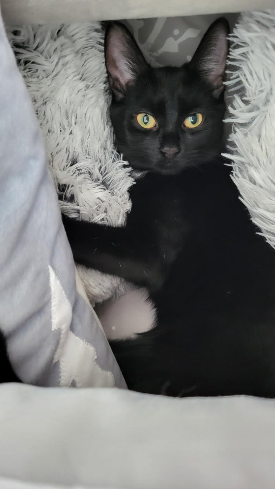 Tulipe - Adoptable Pet | Petfinder | Petfinder