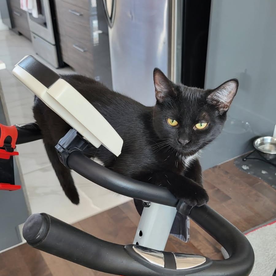 Tulipe - Adoptable Pet | Petfinder | Petfinder