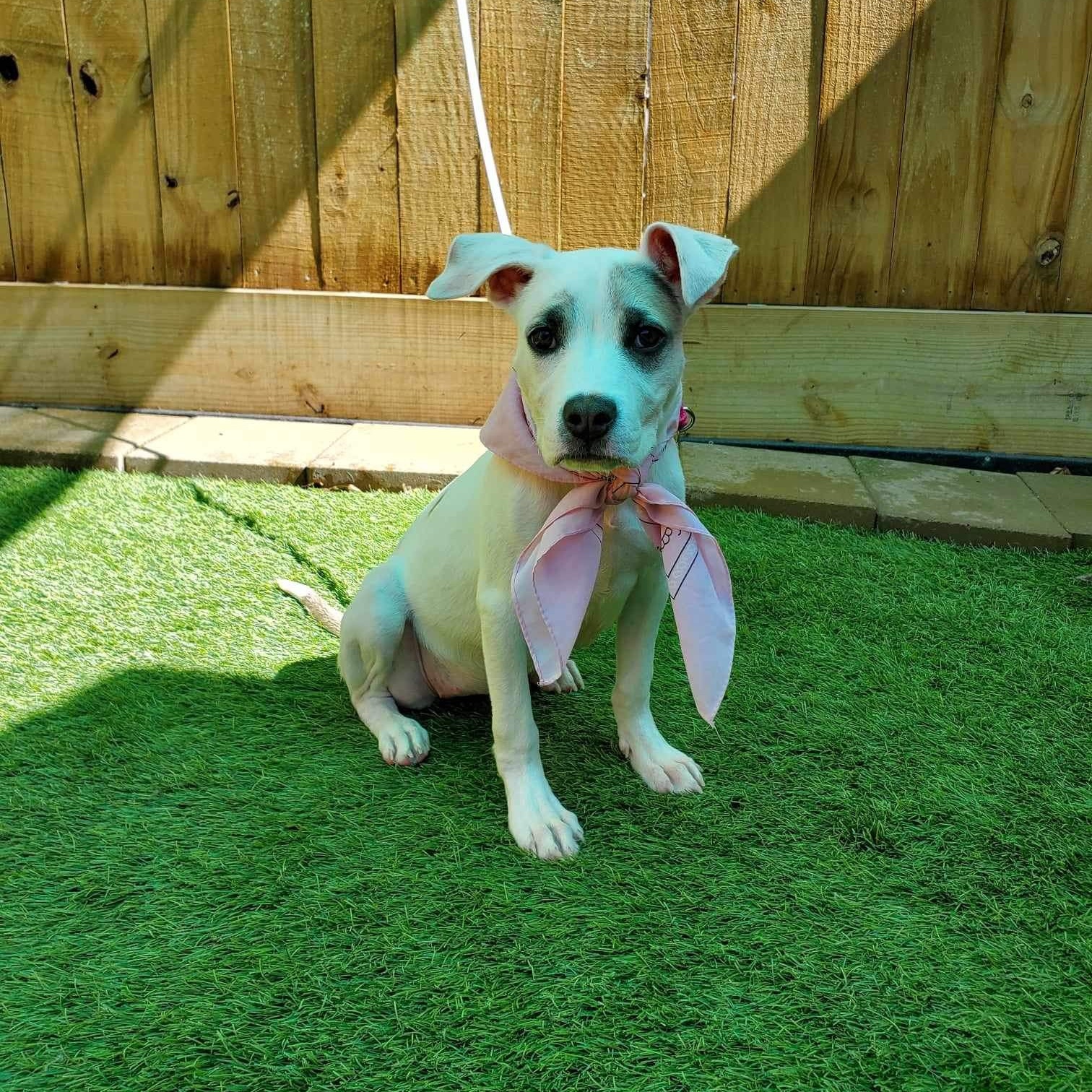 Dog for adoption - Wendy, an American Staffordshire Terrier in ...