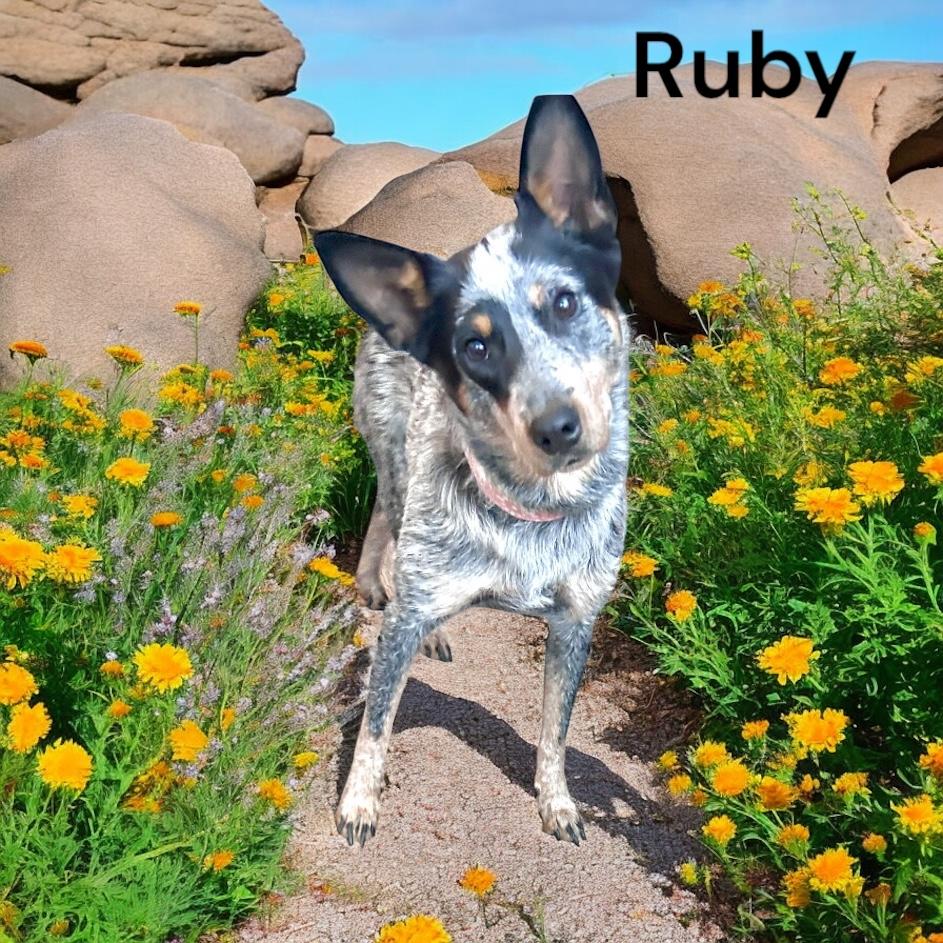 Dog for adoption - Ruby, an Australian Cattle Dog / Blue Heeler in ...