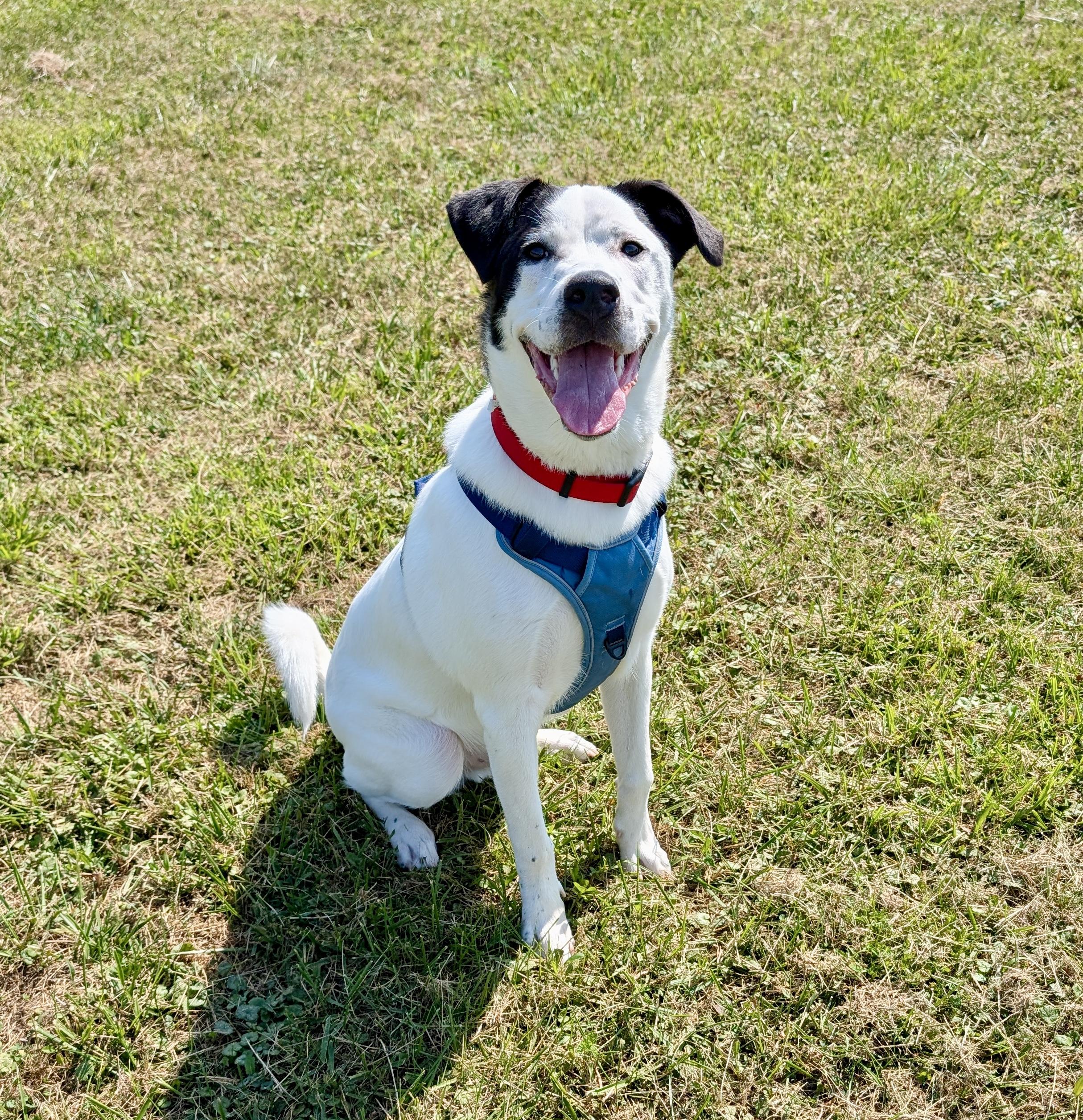 Dog for adoption - Bailey, a Great Pyrenees & Pit Bull Terrier Mix in Seville, OH | Petfinder