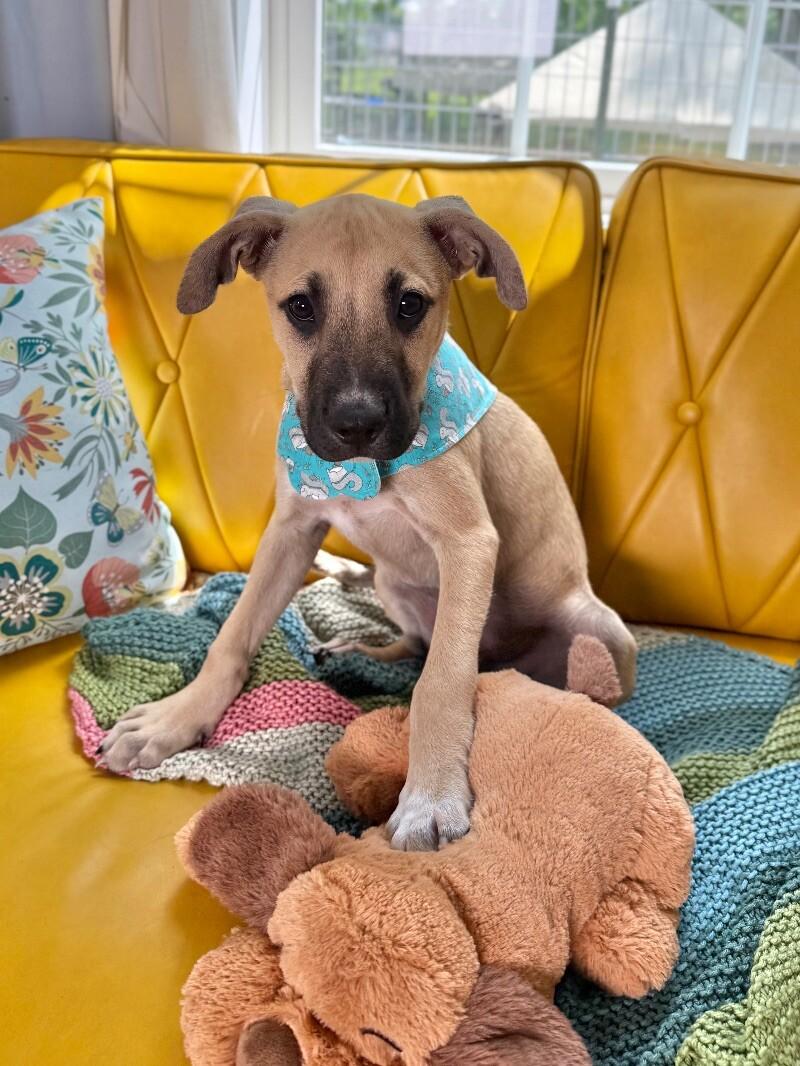 Dog for adoption - Baron Noble, a Pit Bull Terrier & Labrador Retriever ...