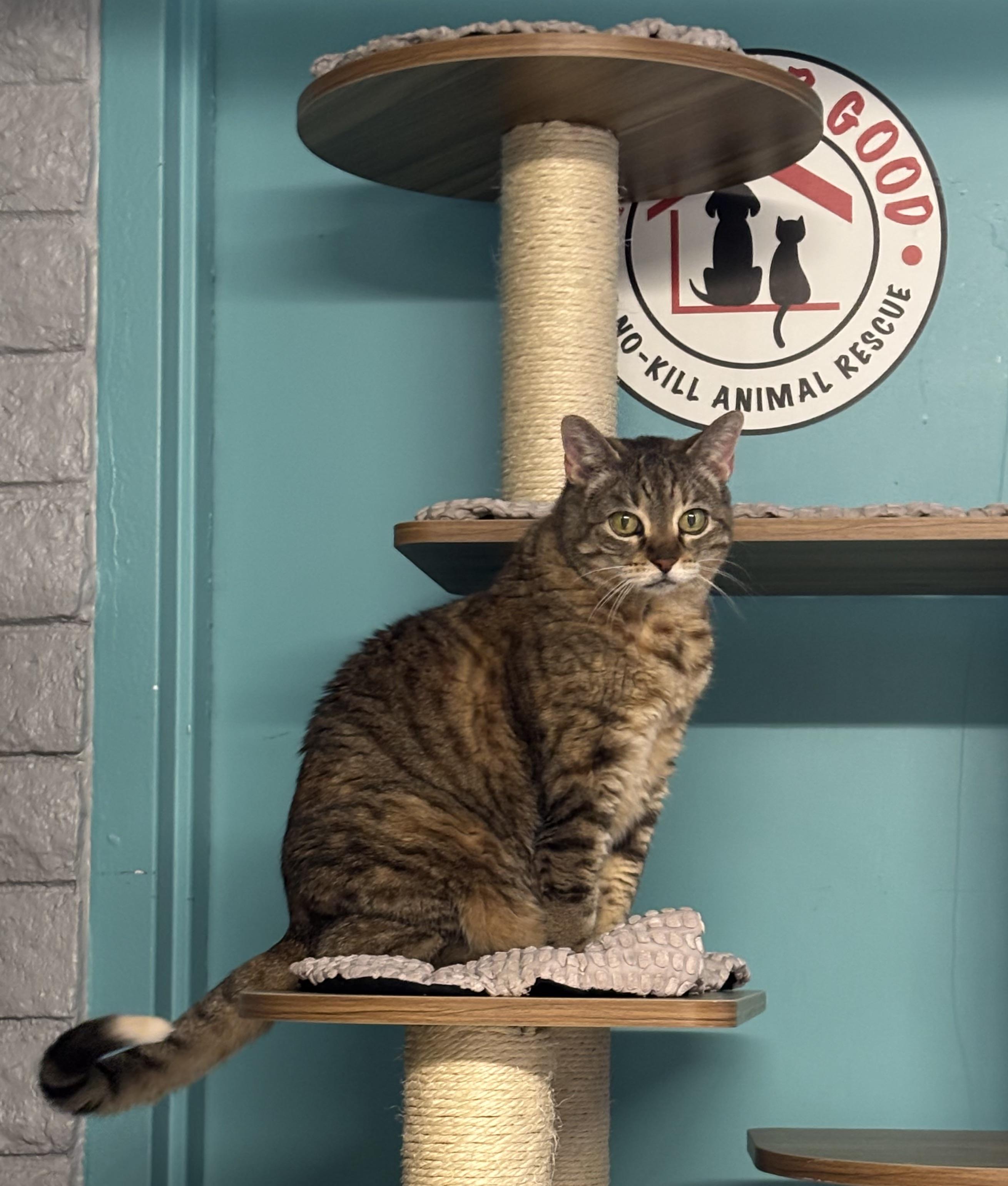 Pippy - Adoptable Pet | Petfinder | Petfinder