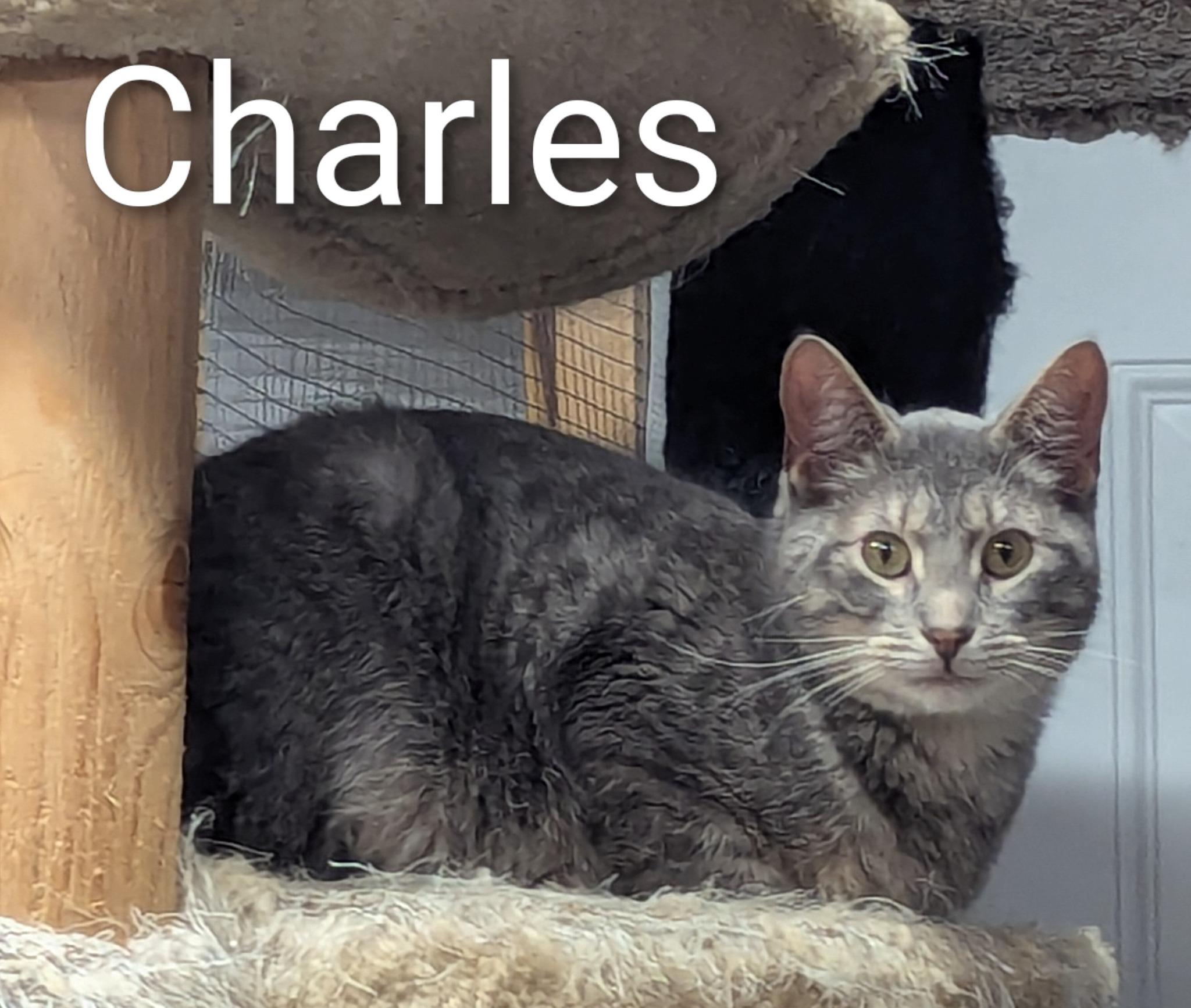 Cat for adoption - Charles, a Domestic Short Hair in Fort Ripley, MN ...