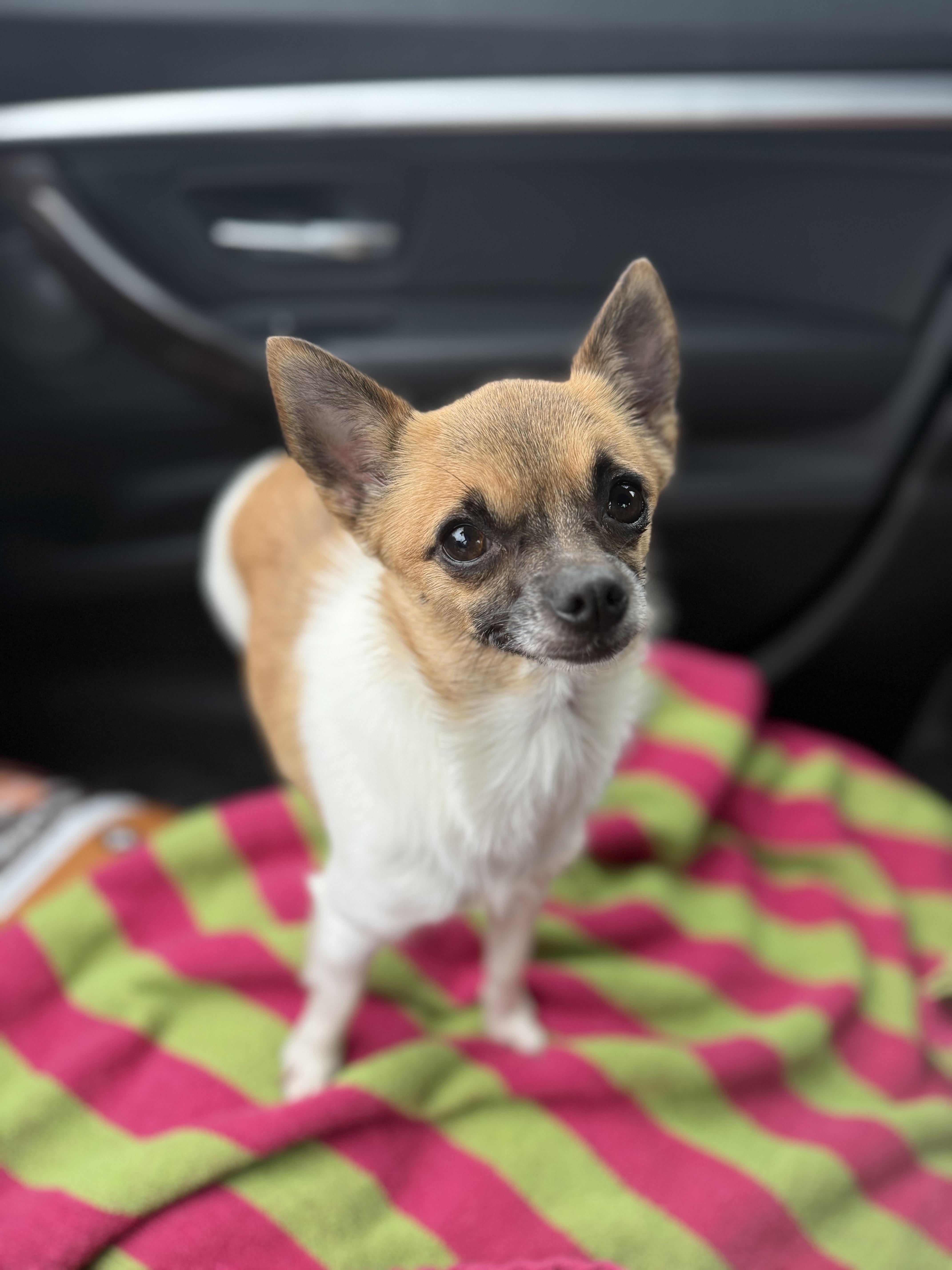 Dog for adoption - Tilly, a Chihuahua & Papillon Mix in Batavia, IL ...