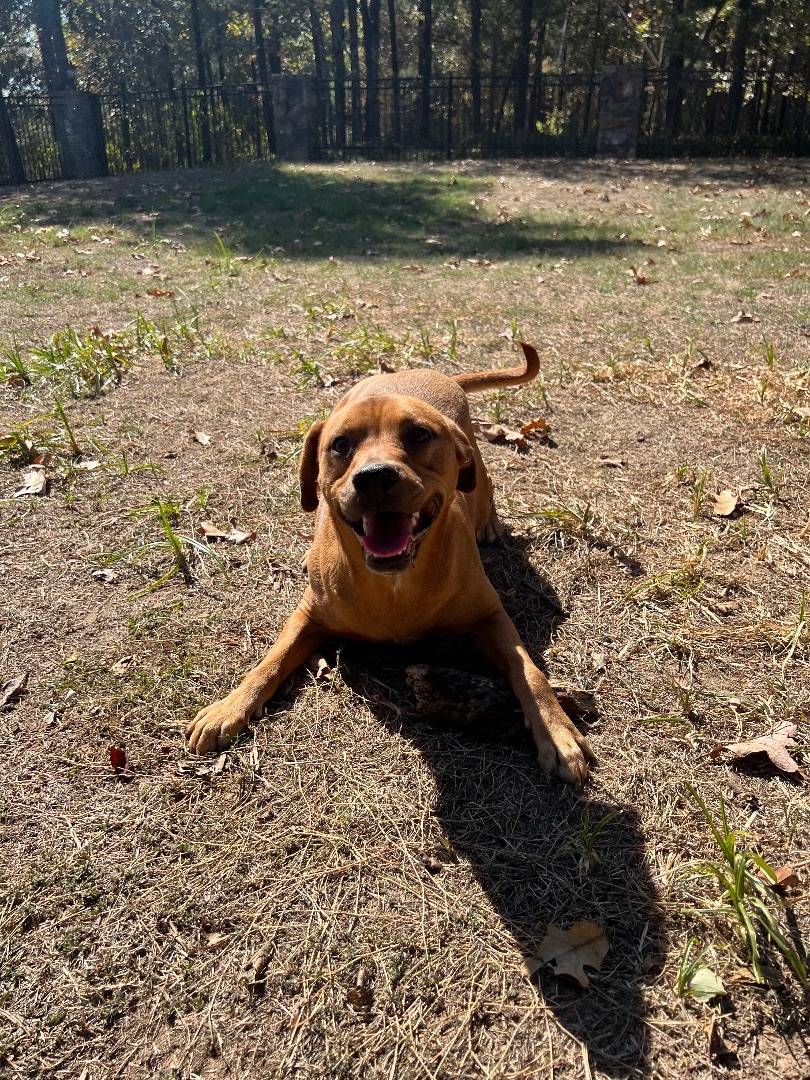 Dog for adoption - Clifford, a Hound & Rhodesian Ridgeback Mix in ...