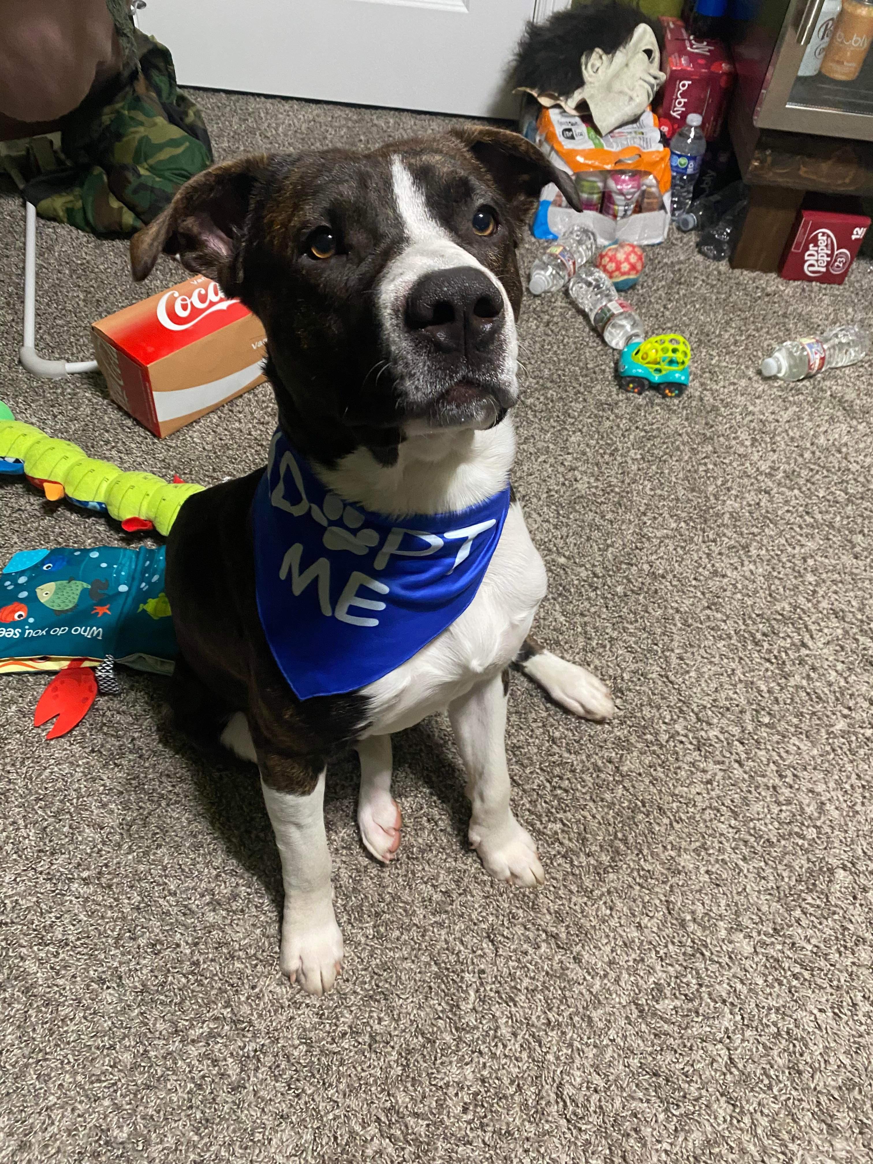Dog for adoption - Tucker, an American Staffordshire Terrier in Clive ...
