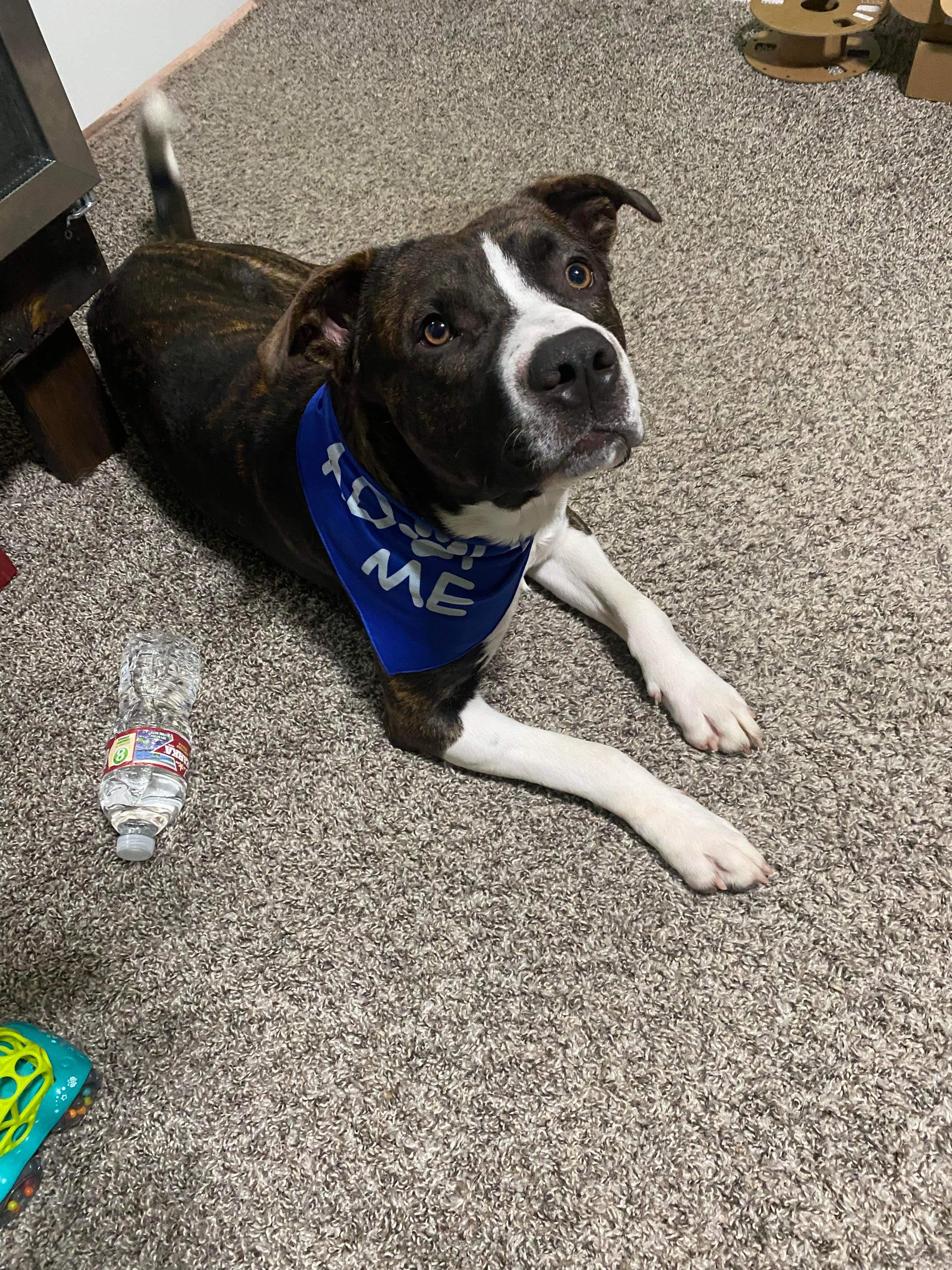 Dog for adoption - Tucker, an American Staffordshire Terrier in Clive ...