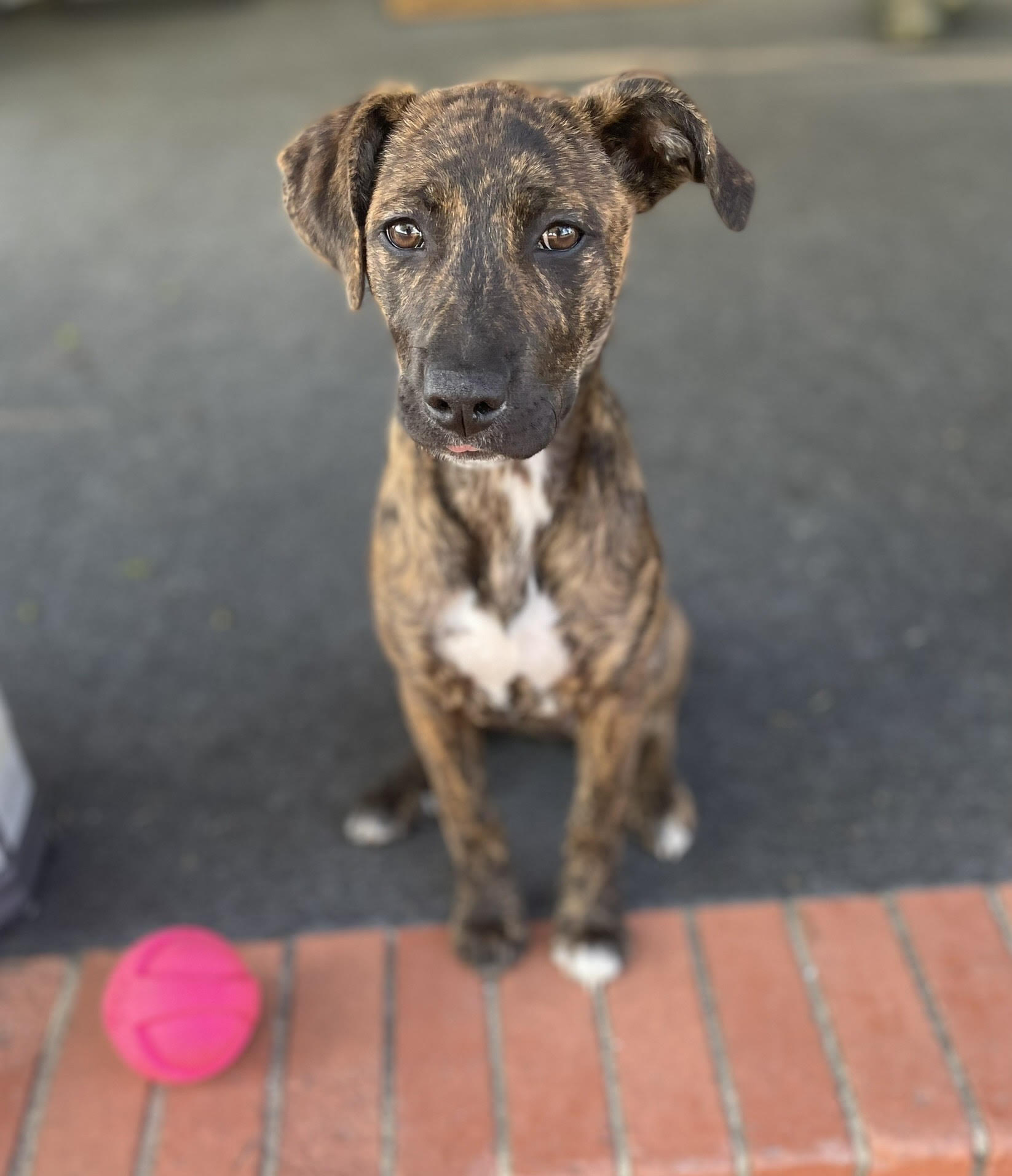 Adoptable Dogs & Puppies - Johnston County Animal Protection League of ...