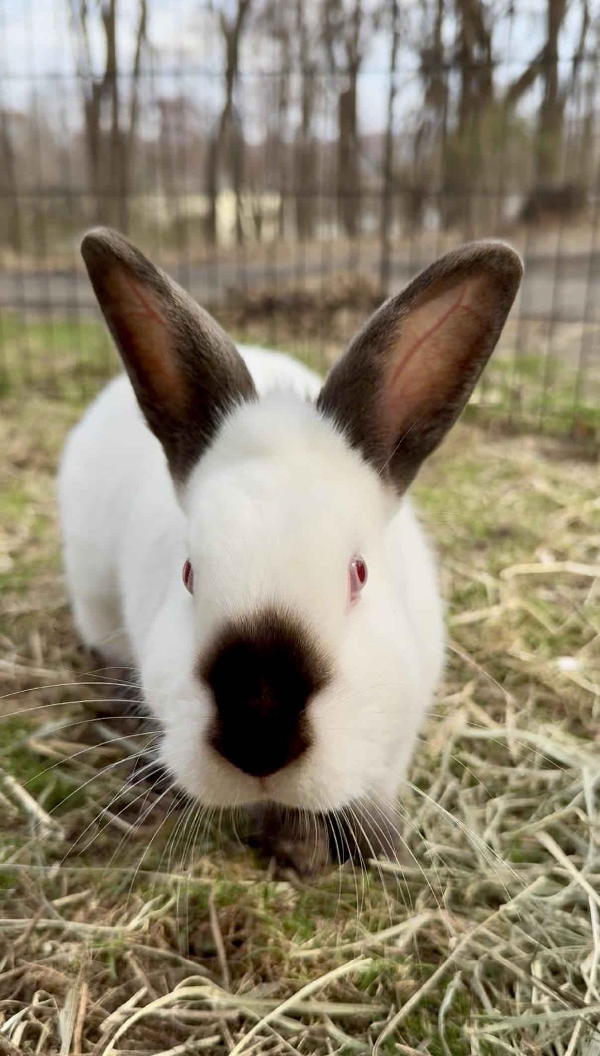 Rabbit for adoption - Vanilla, a Lionhead in Salisbury Mills, NY ...