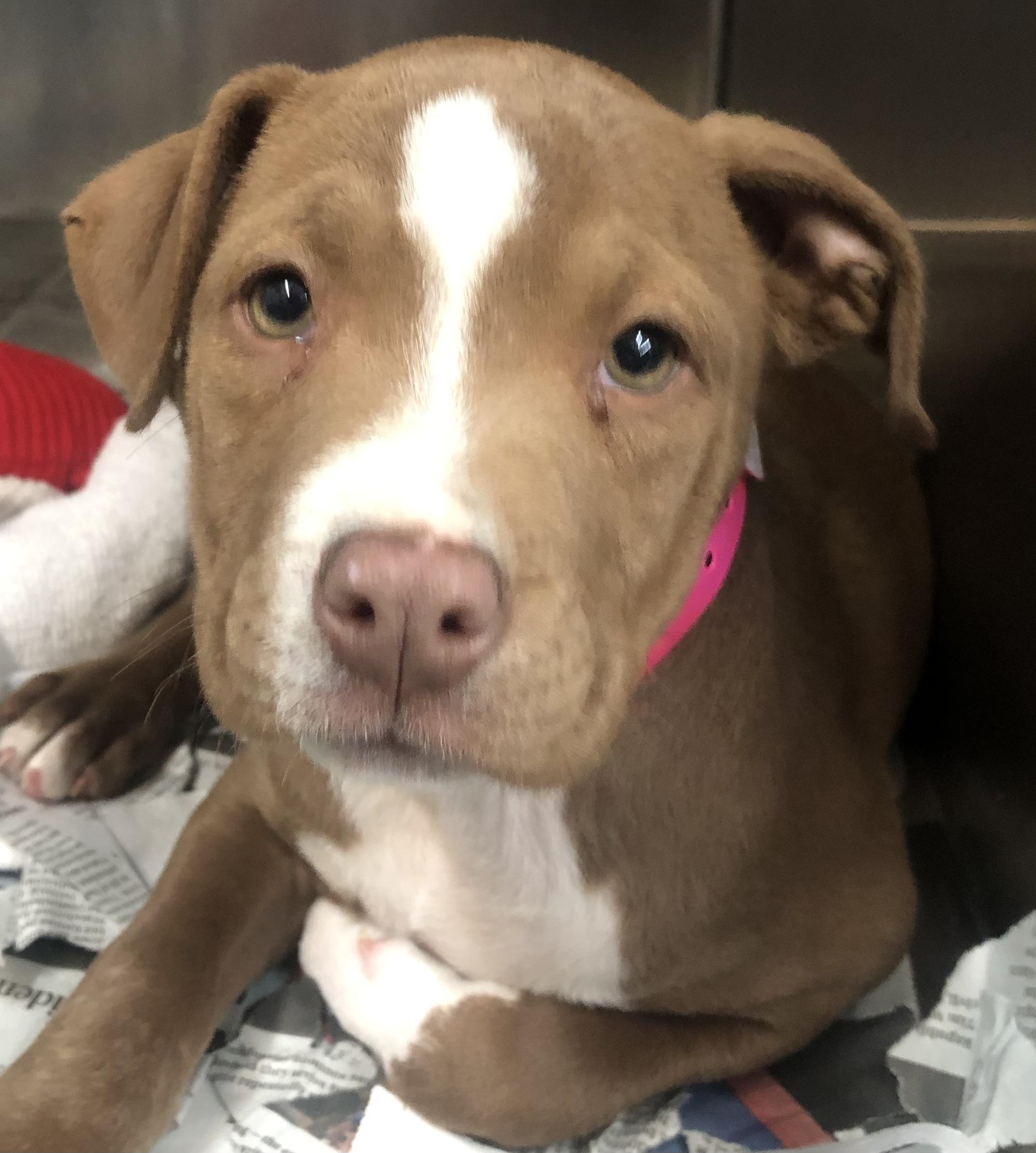 Dog for adoption - Pixie, a Labrador Retriever & Shepherd Mix in Parma ...