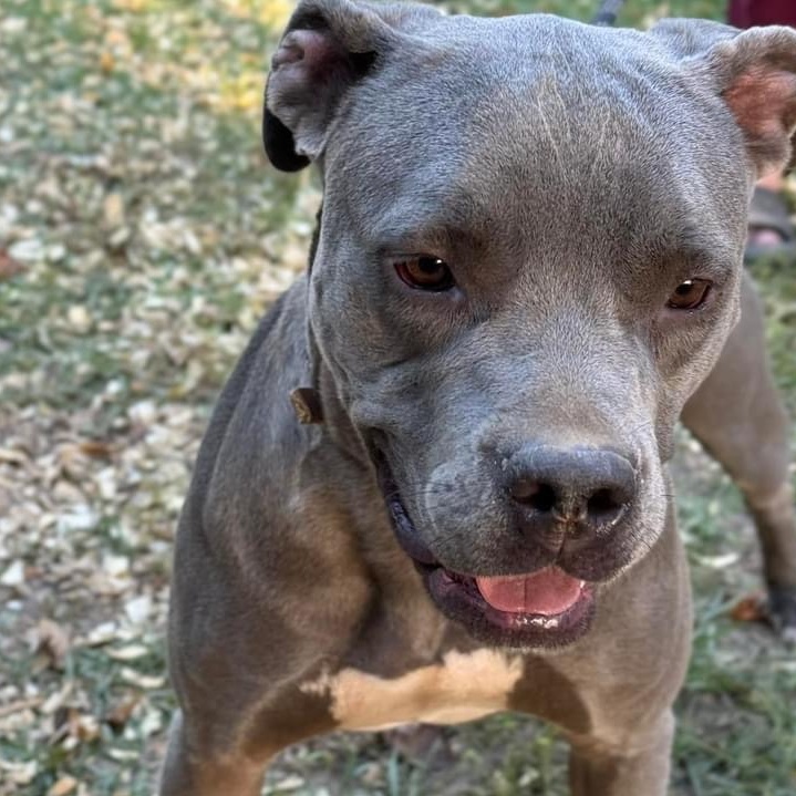 Dog for adoption - TOVA, a Pit Bull Terrier in Fosters, AL | Petfinder