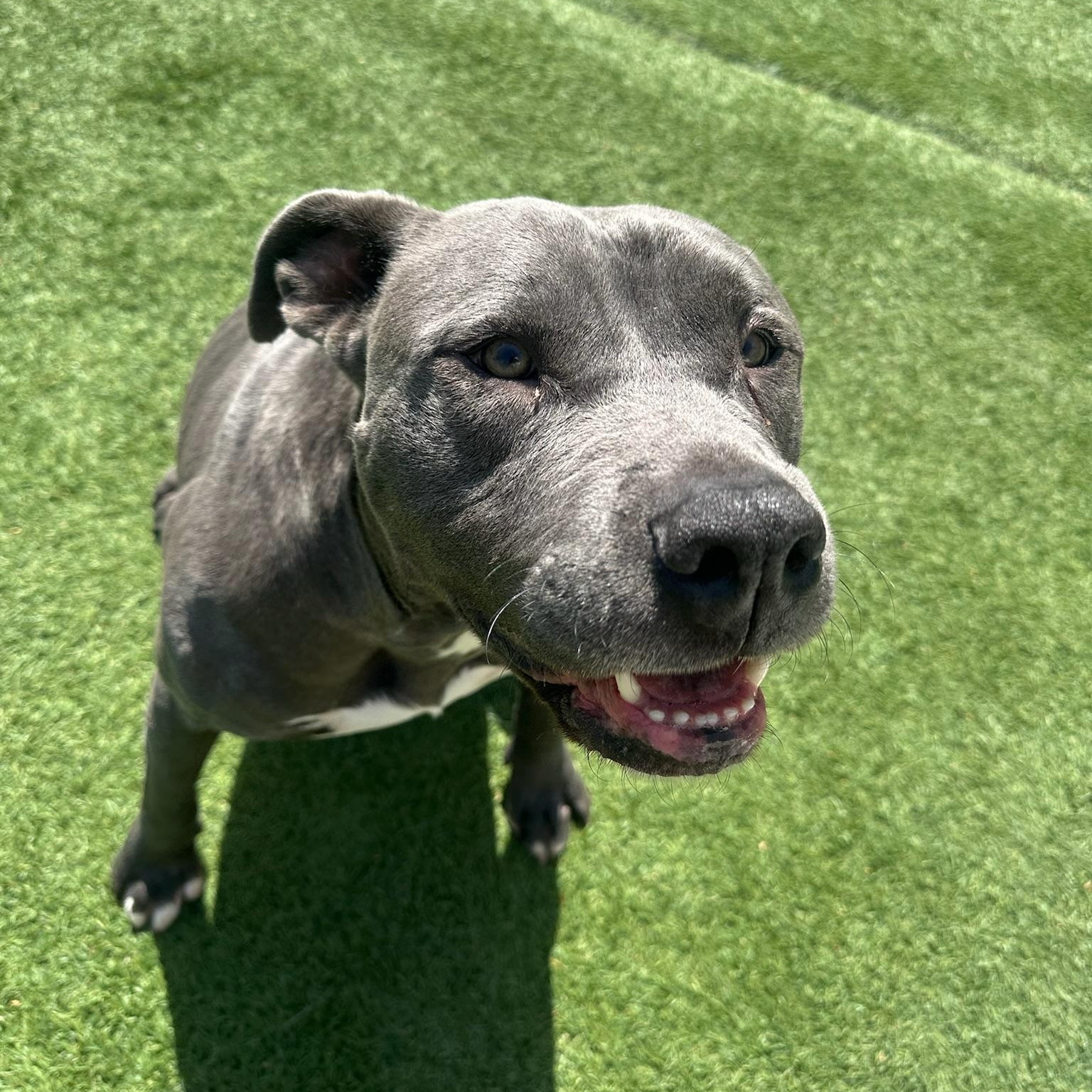 Dog for adoption - Major, an American Staffordshire Terrier Mix in ...