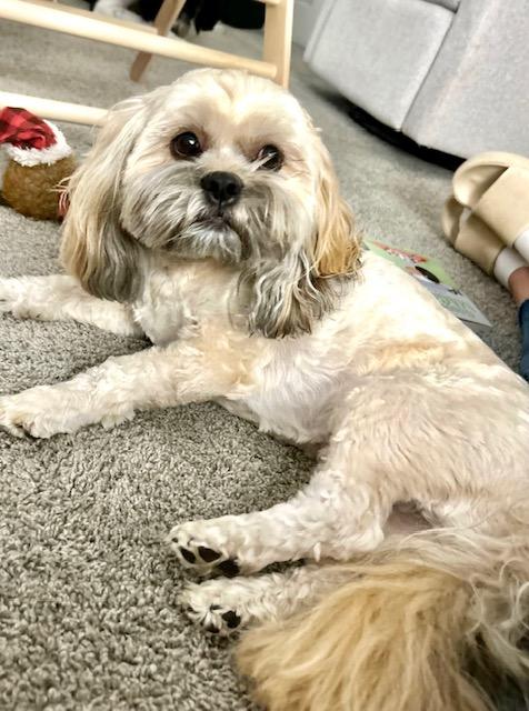 Dog for adoption - Mac, a Lhasa Apso in Ladson, SC | Petfinder