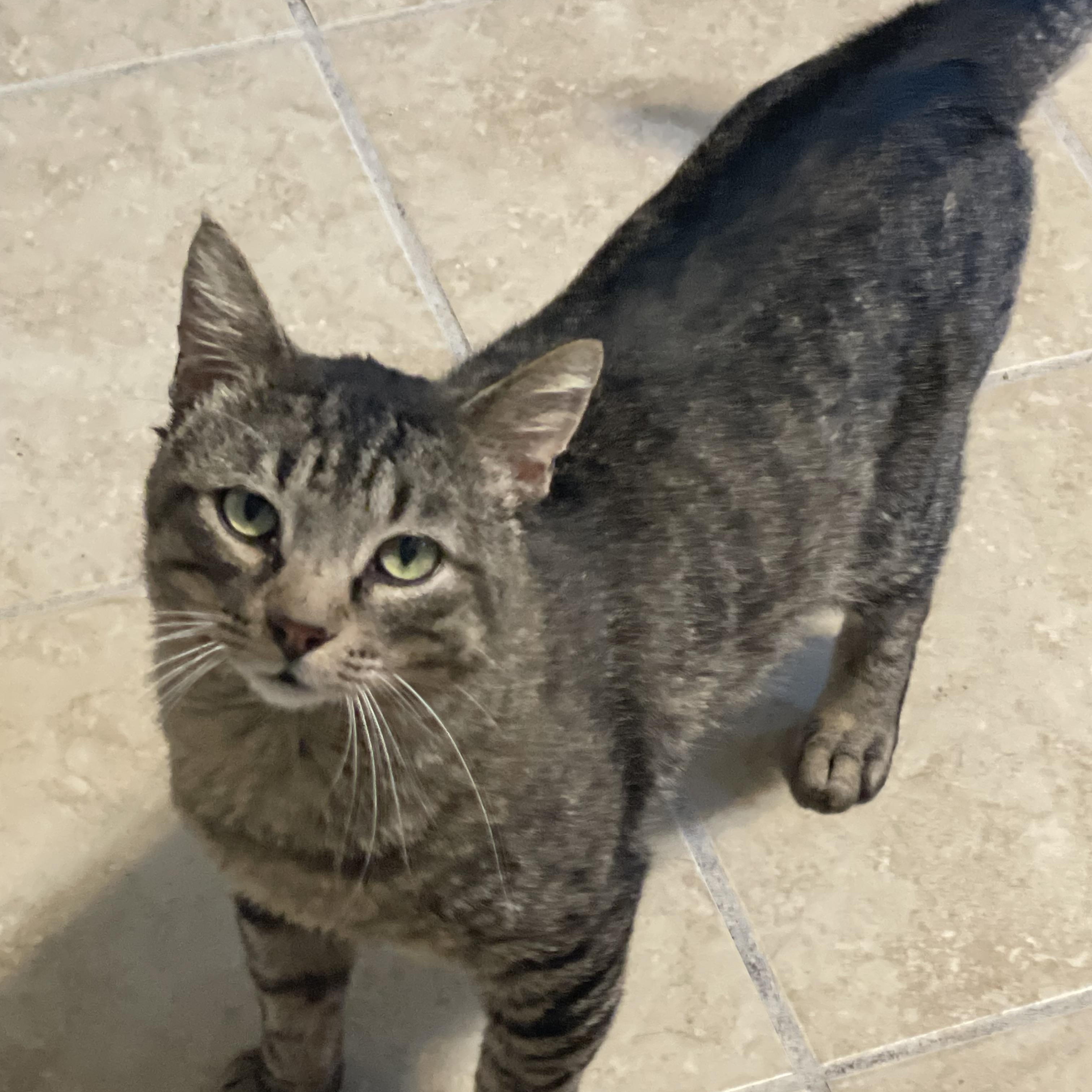 Available Cats - The A.R.K - Animal Recycling Kennel