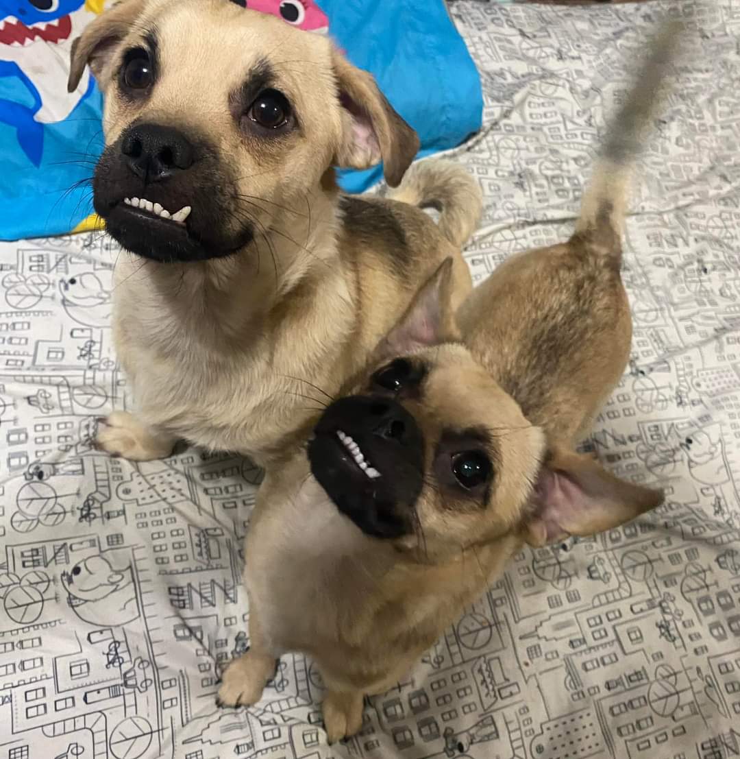 Available For Adoption – Ranilla's Rescue