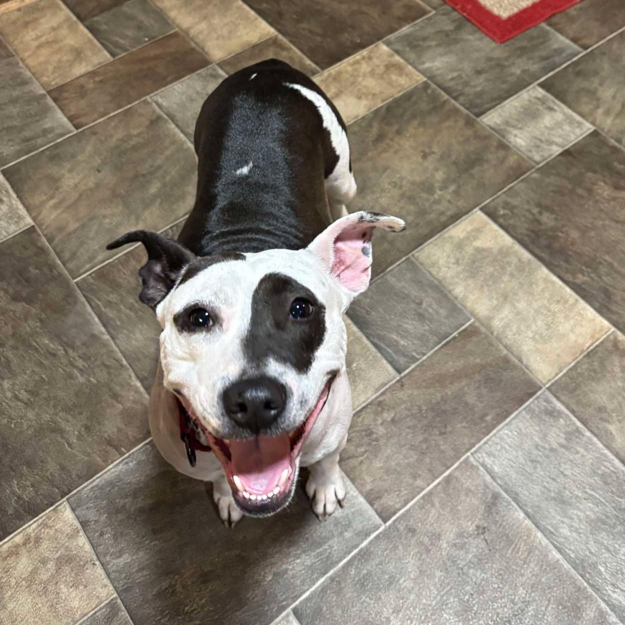 Dog for adoption - Lizzy, a Hound & Pit Bull Terrier Mix in Charleston ...