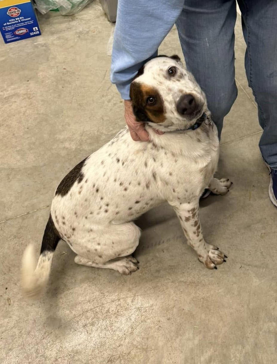 Dog for adoption - Barney, an Australian Cattle Dog / Blue Heeler ...