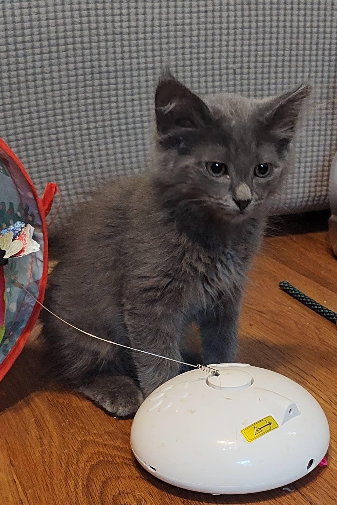 Cat for adoption - Bluey, a Domestic Medium Hair in Independence, OH ...