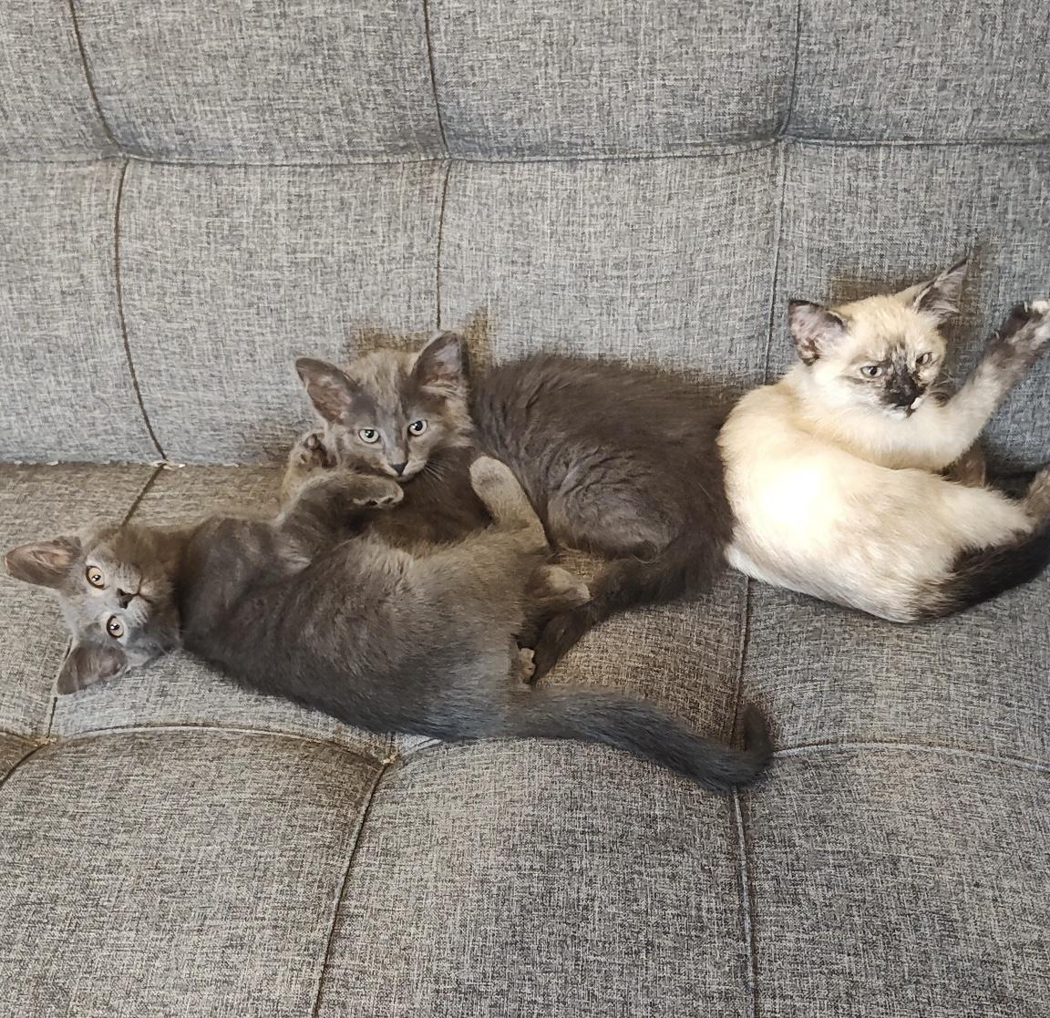 Cat for adoption - Bluey, a Domestic Medium Hair in Independence, OH ...