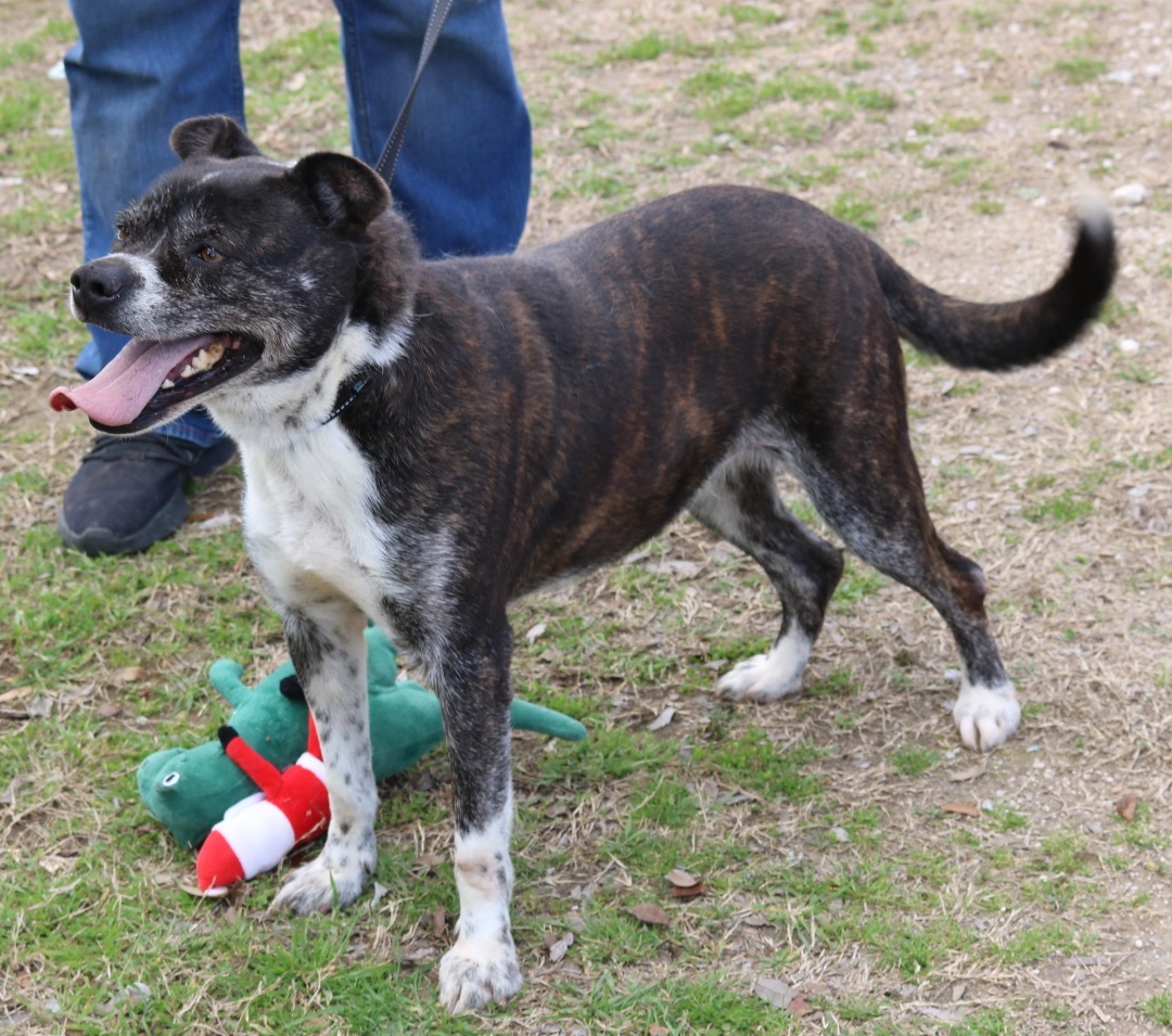 Dog for adoption - Pumpkin, a Boston Terrier & Cattle Dog Mix in ...
