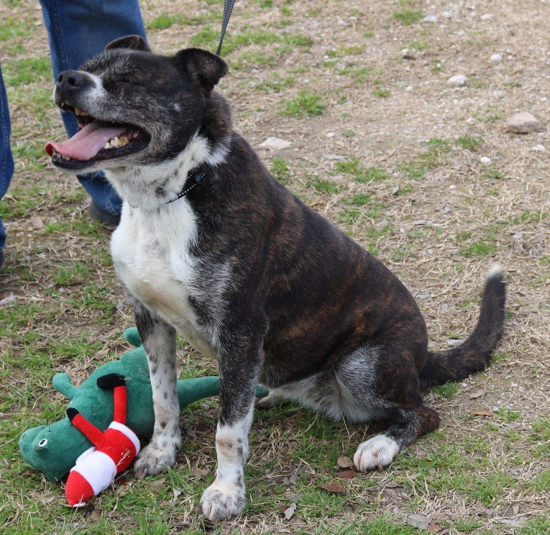 Dog for adoption - Pumpkin, a Boston Terrier & Cattle Dog Mix in ...