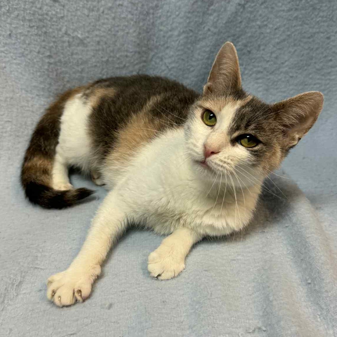 Cat for adoption - Pam, a Domestic Short Hair in Waterloo, IA | Petfinder