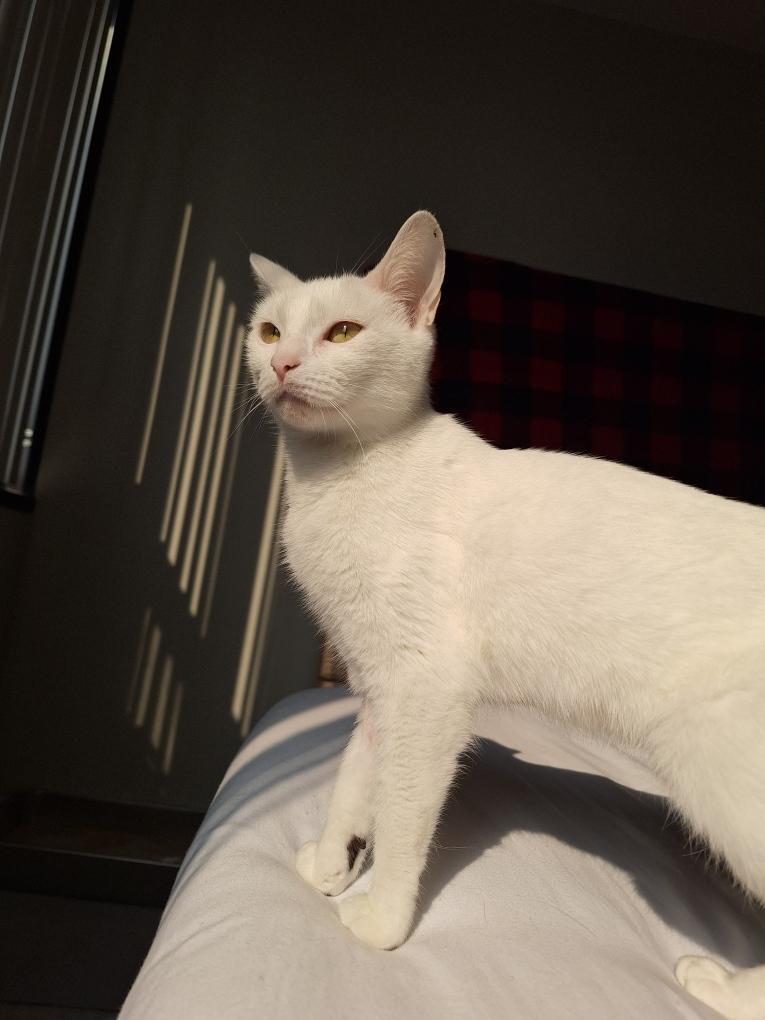 Cat for adoption - Snow White, a Domestic Short Hair in New York, NY ...