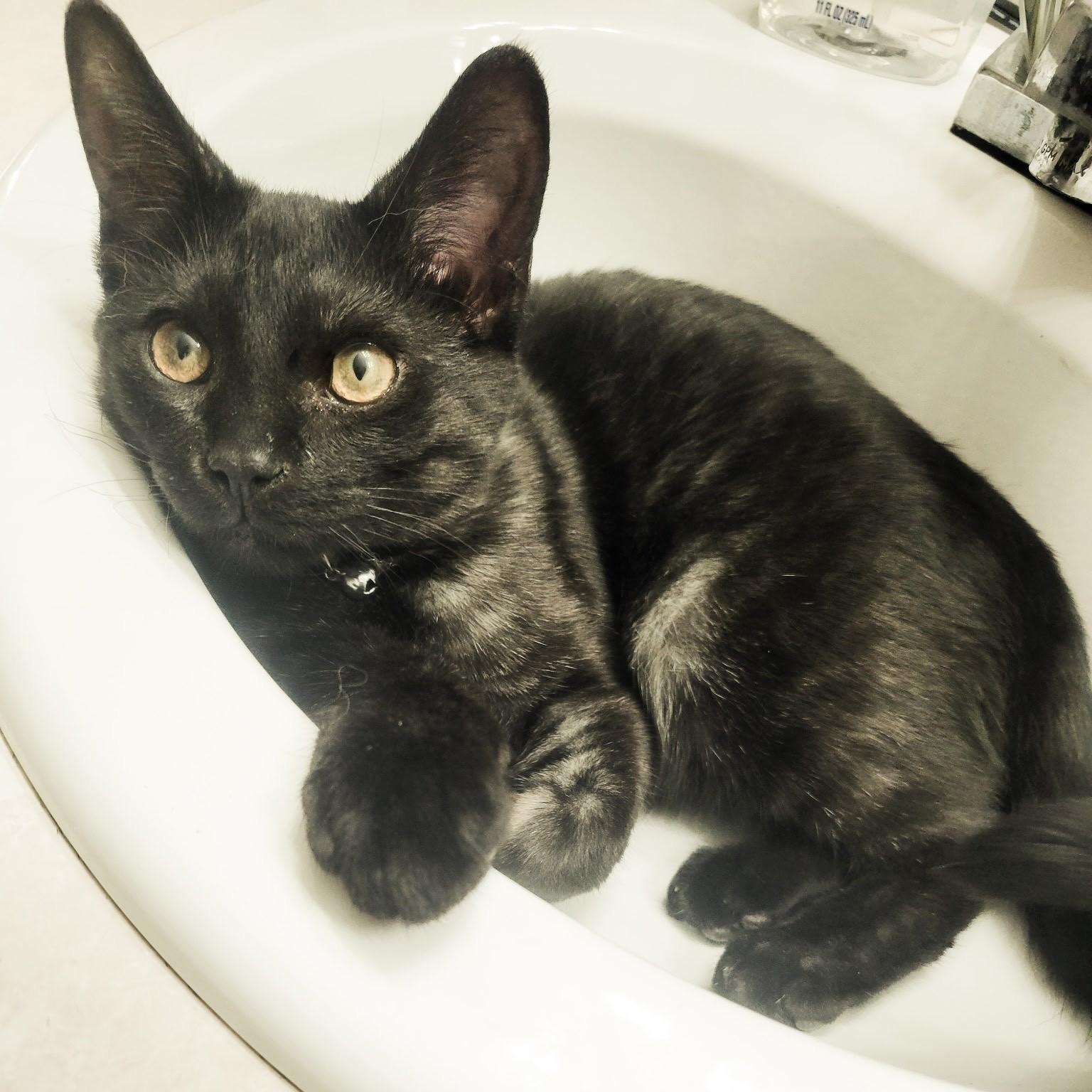 Cat for adoption - Ripley, a Domestic Short Hair in Upper Sandusky, OH ...