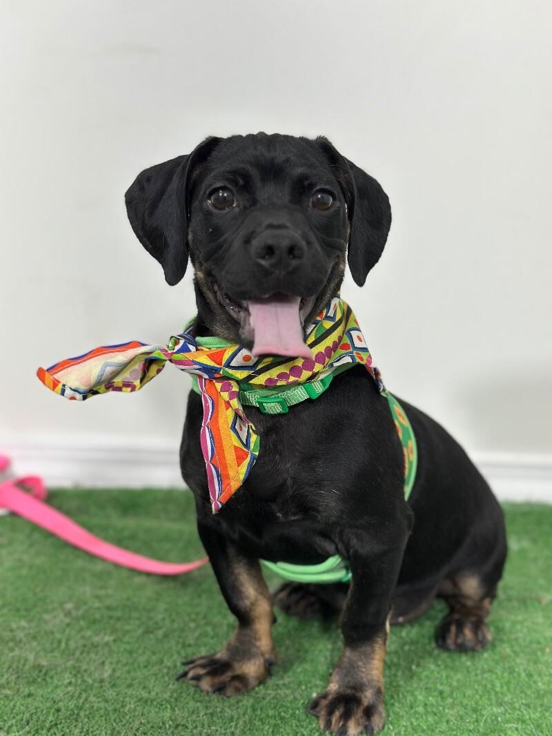 Dog for adoption - Bambi, a Dachshund & Puggle Mix in Aliso Viejo, CA ...