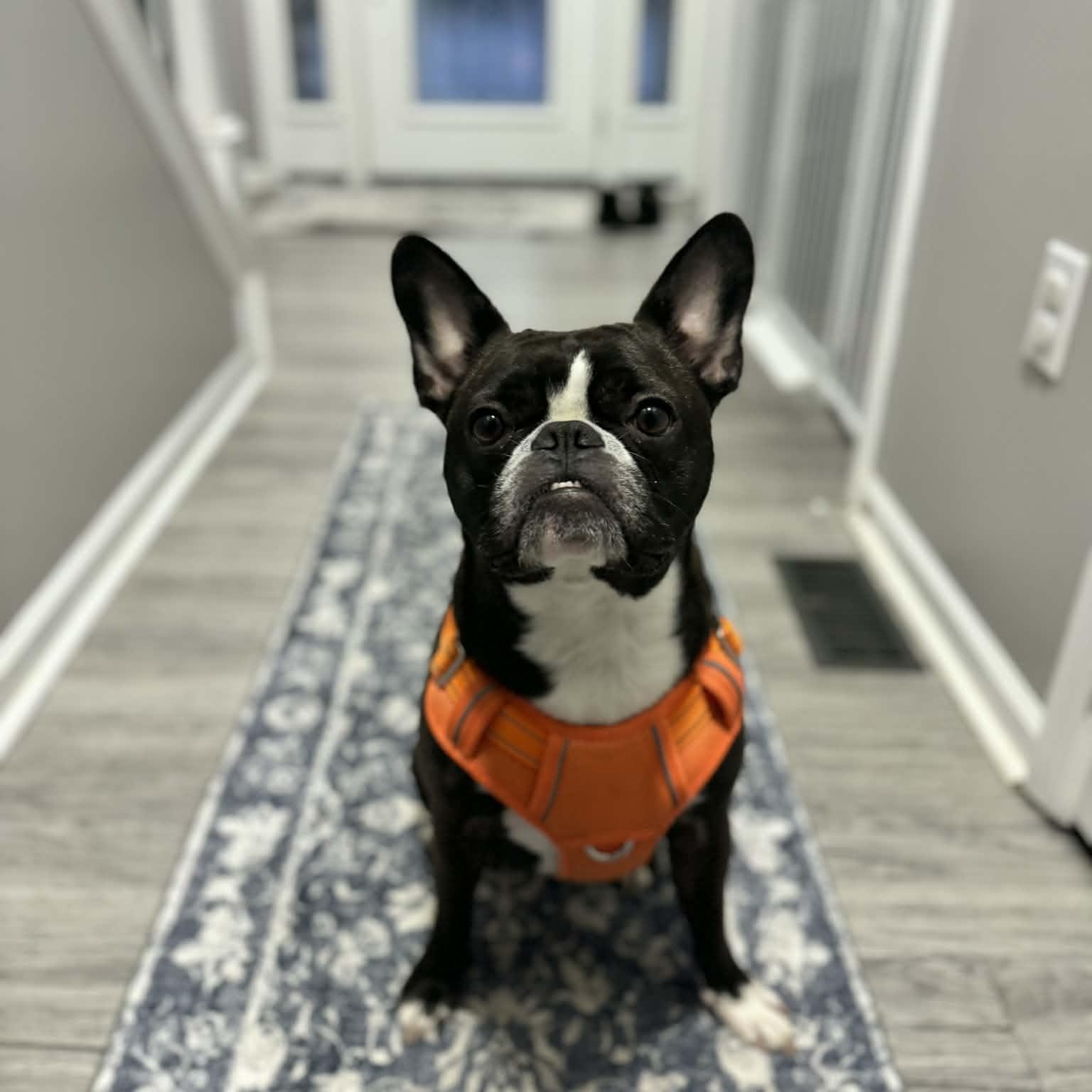 Bud - Adoptable Pet | Petfinder | Petfinder