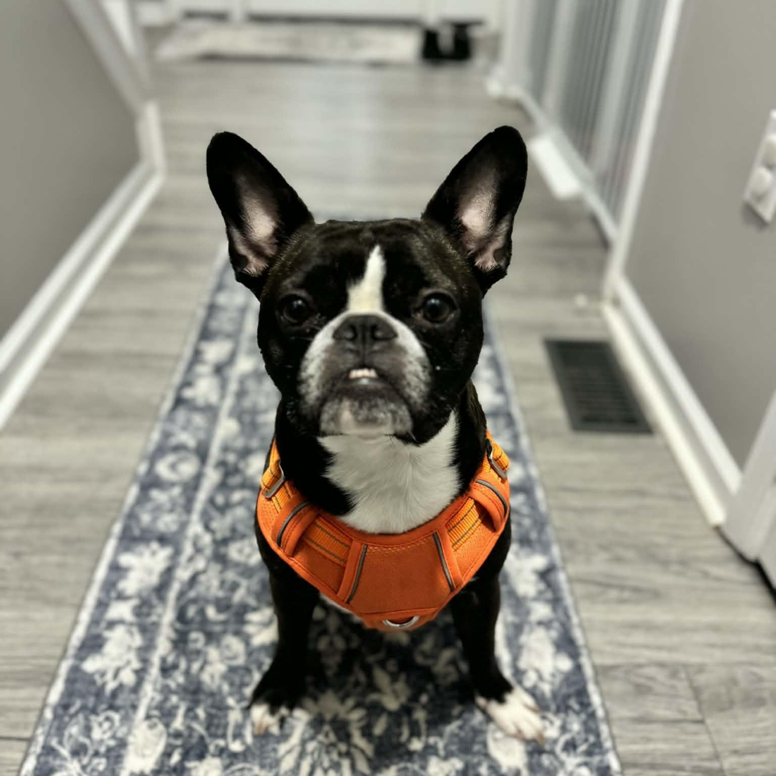 Bud - Adoptable Pet | Petfinder | Petfinder
