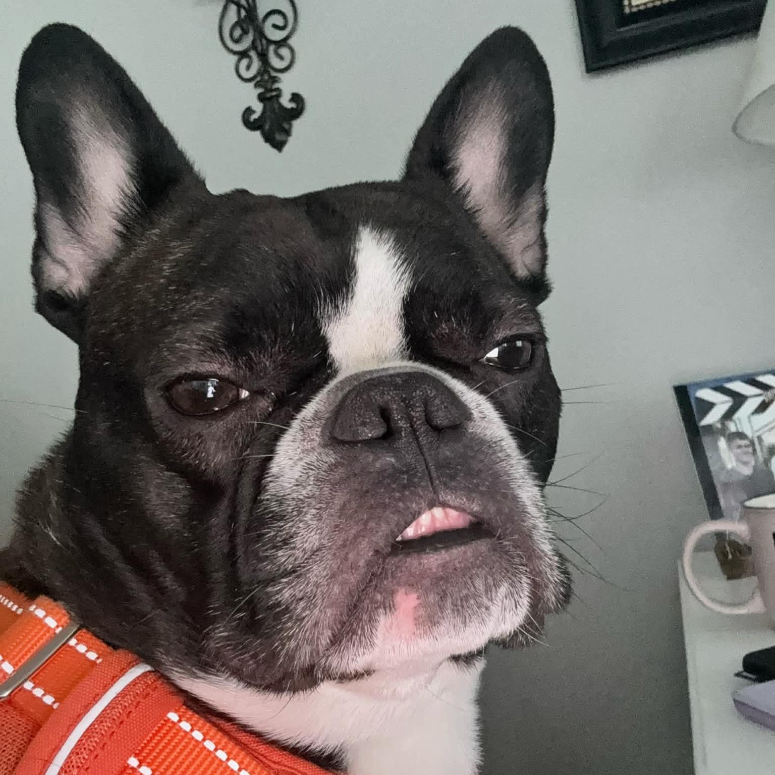 Bud - Adoptable Pet | Petfinder | Petfinder