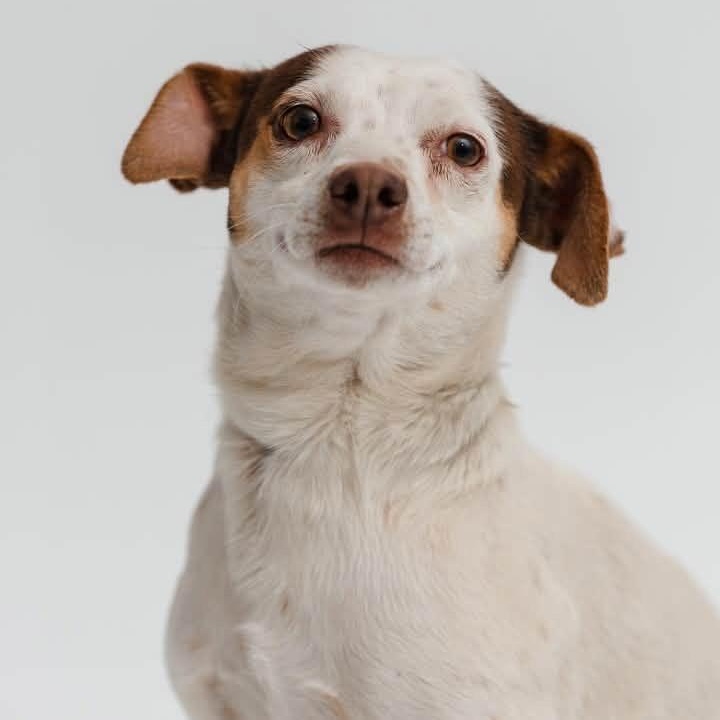 Dog for adoption - Levy, a Jack Russell Terrier Mix in PUTNAM, CT | Petfinder