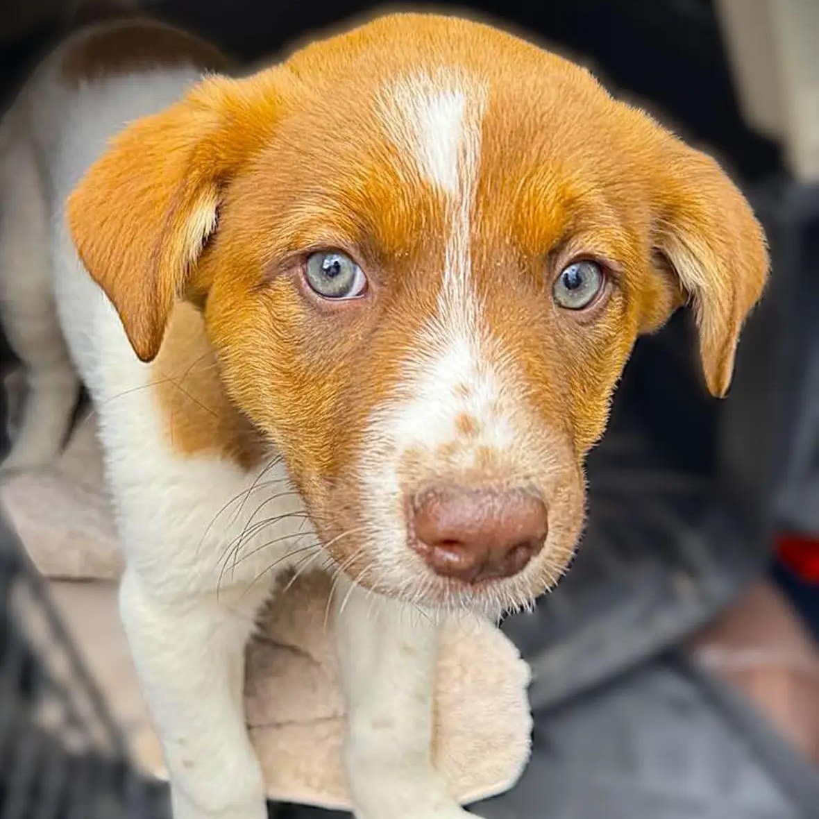 Dog for adoption - Freckles, an Australian Shepherd & Border Collie Mix in Missoula, MT | Petfinder