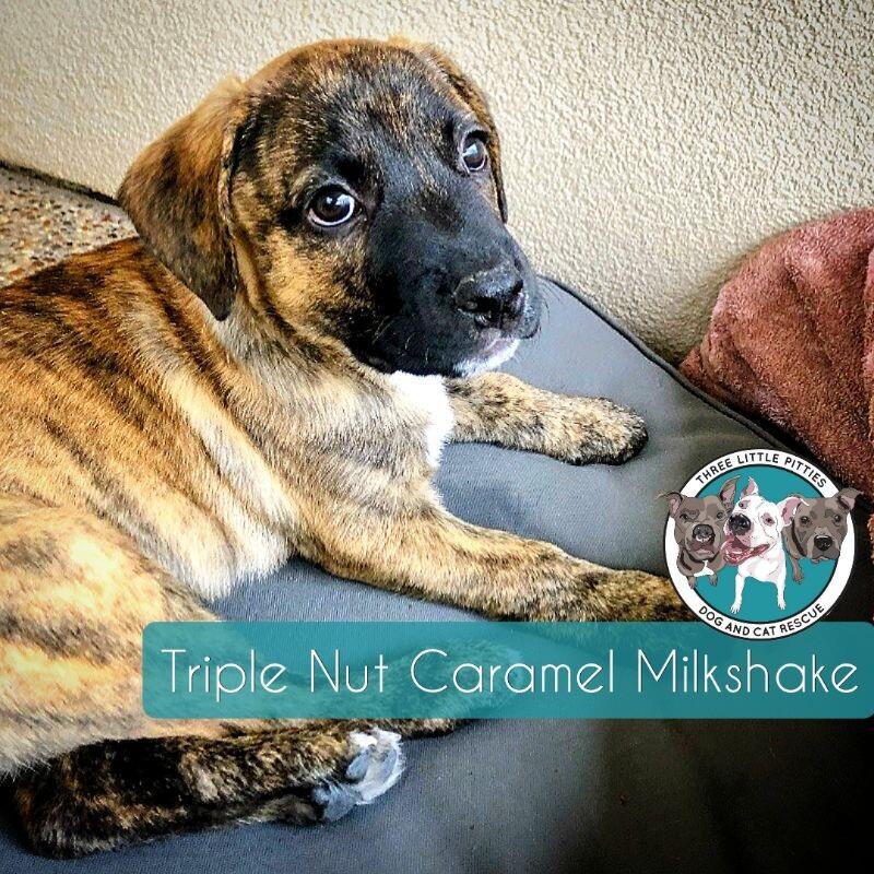 Dog for adoption - Triple Nut Caramel Milkshake, a Pit Bull Terrier ...