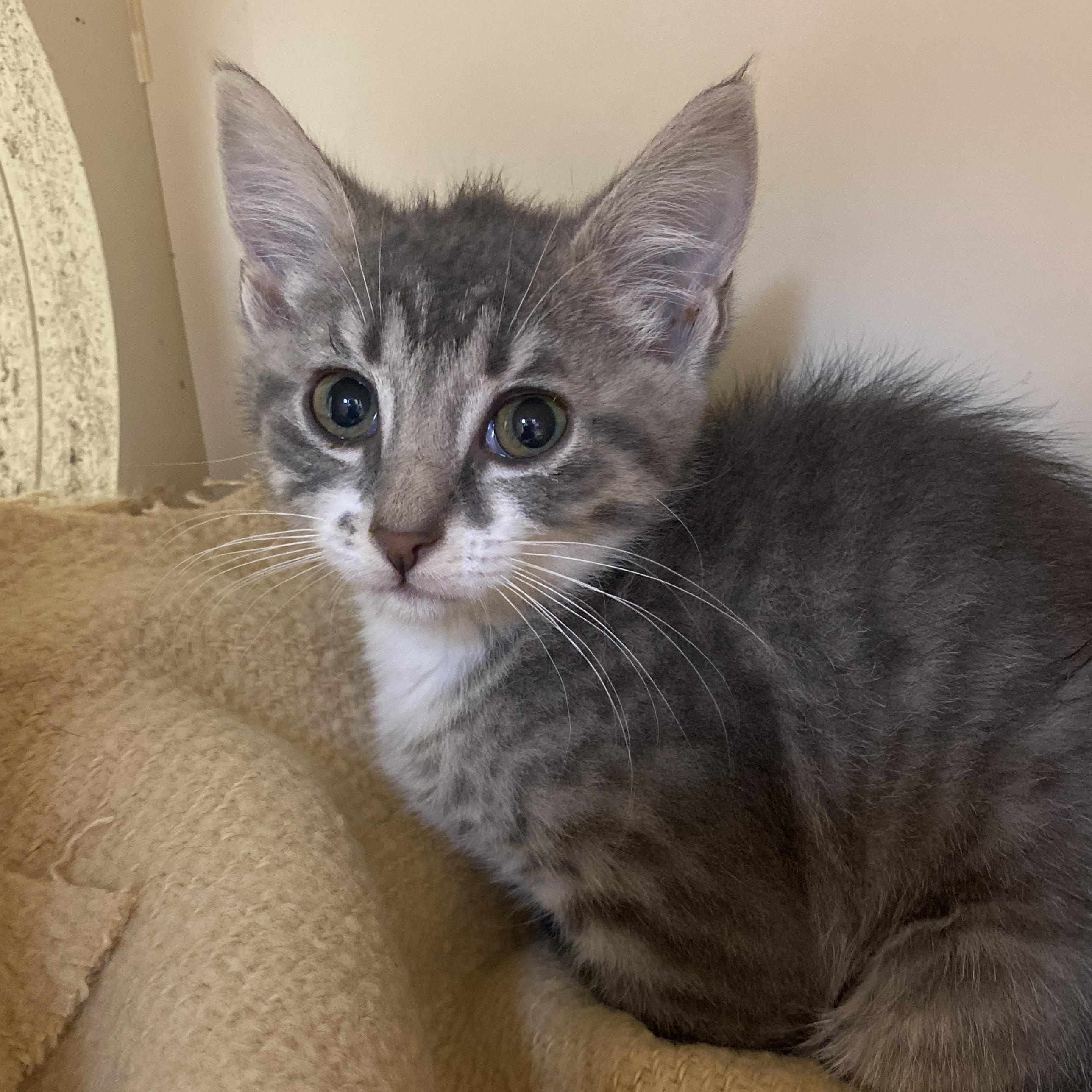 Cat for adoption - Mimsy, a Domestic Short Hair in Elyria, OH | Petfinder